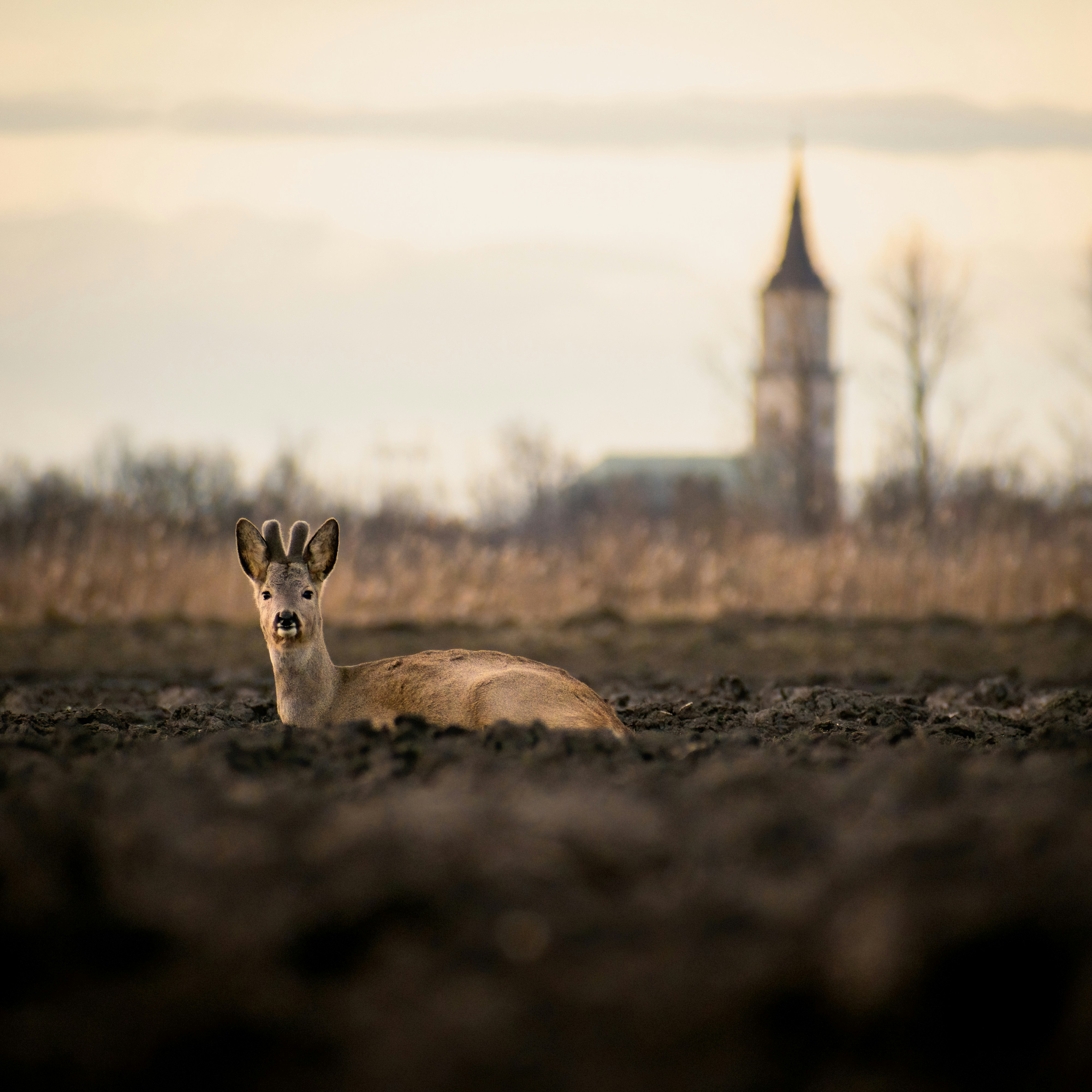 Quiet Stare: Deer in a Field Backlit by a Distant Church