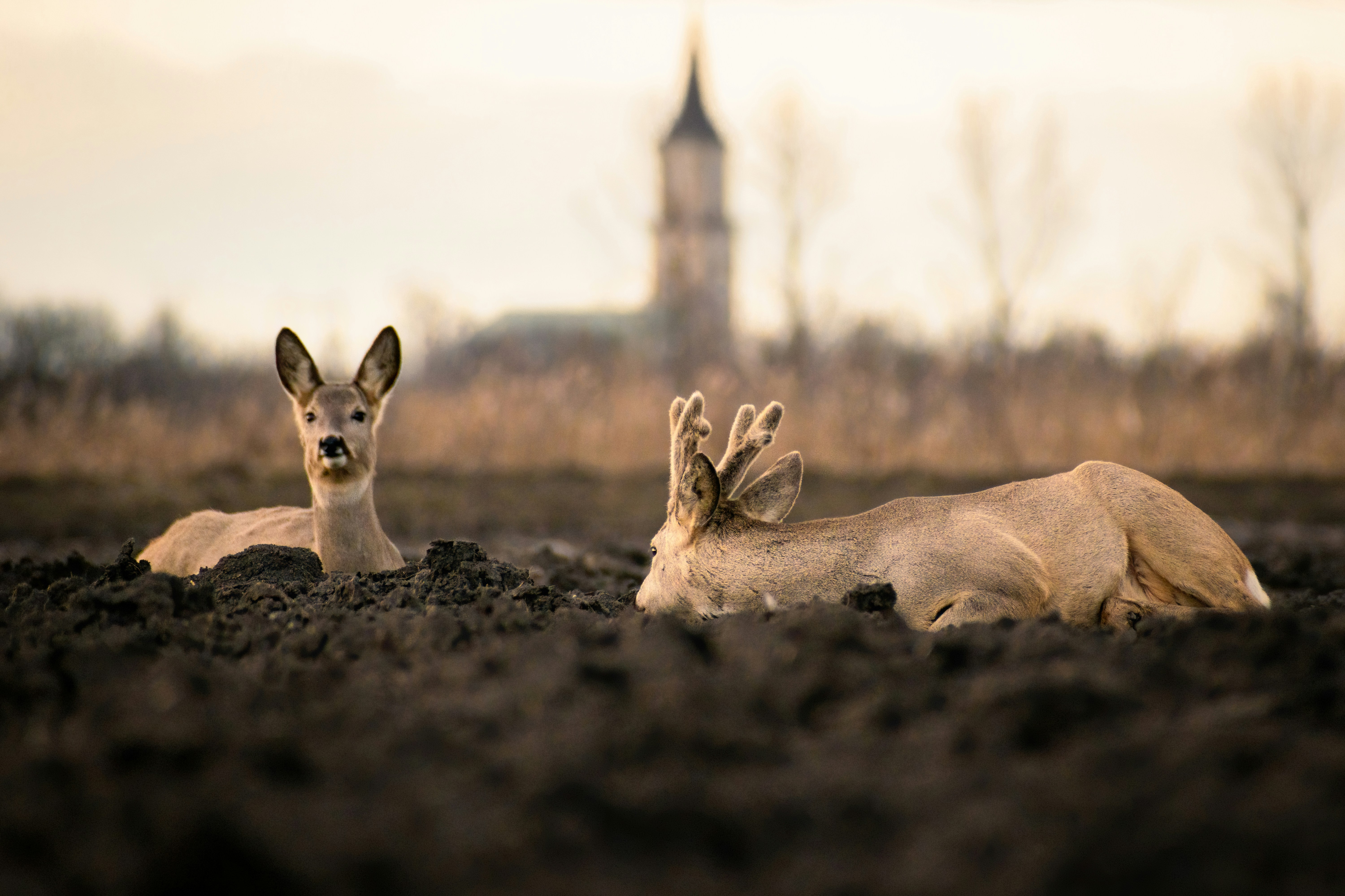 Quiet Observation: A Pair of Antlers Beneath a Drowsy Dusk