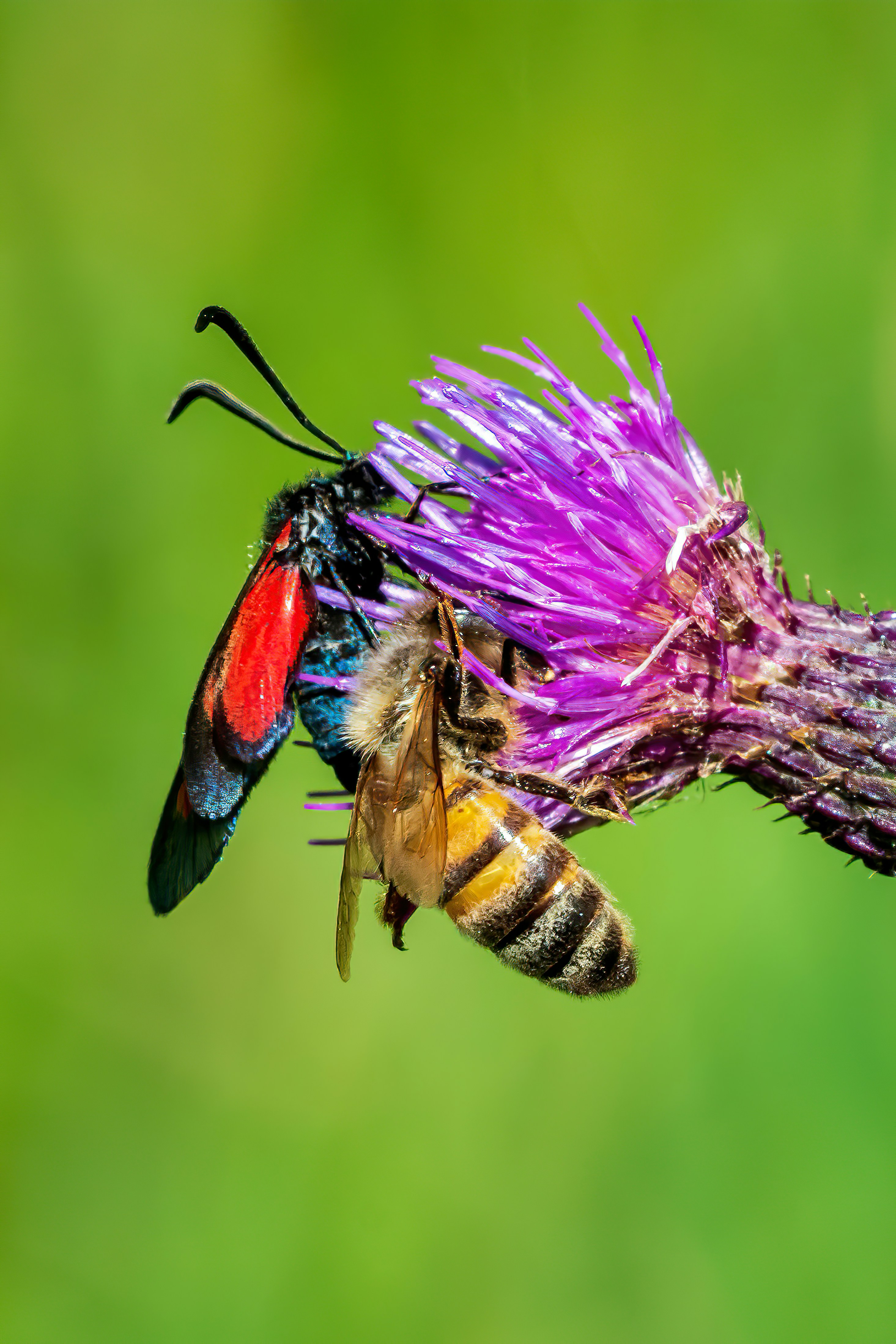 Crimson Wings on a Violet Bloom: A Hovering Moment of Pollinator and Thistle