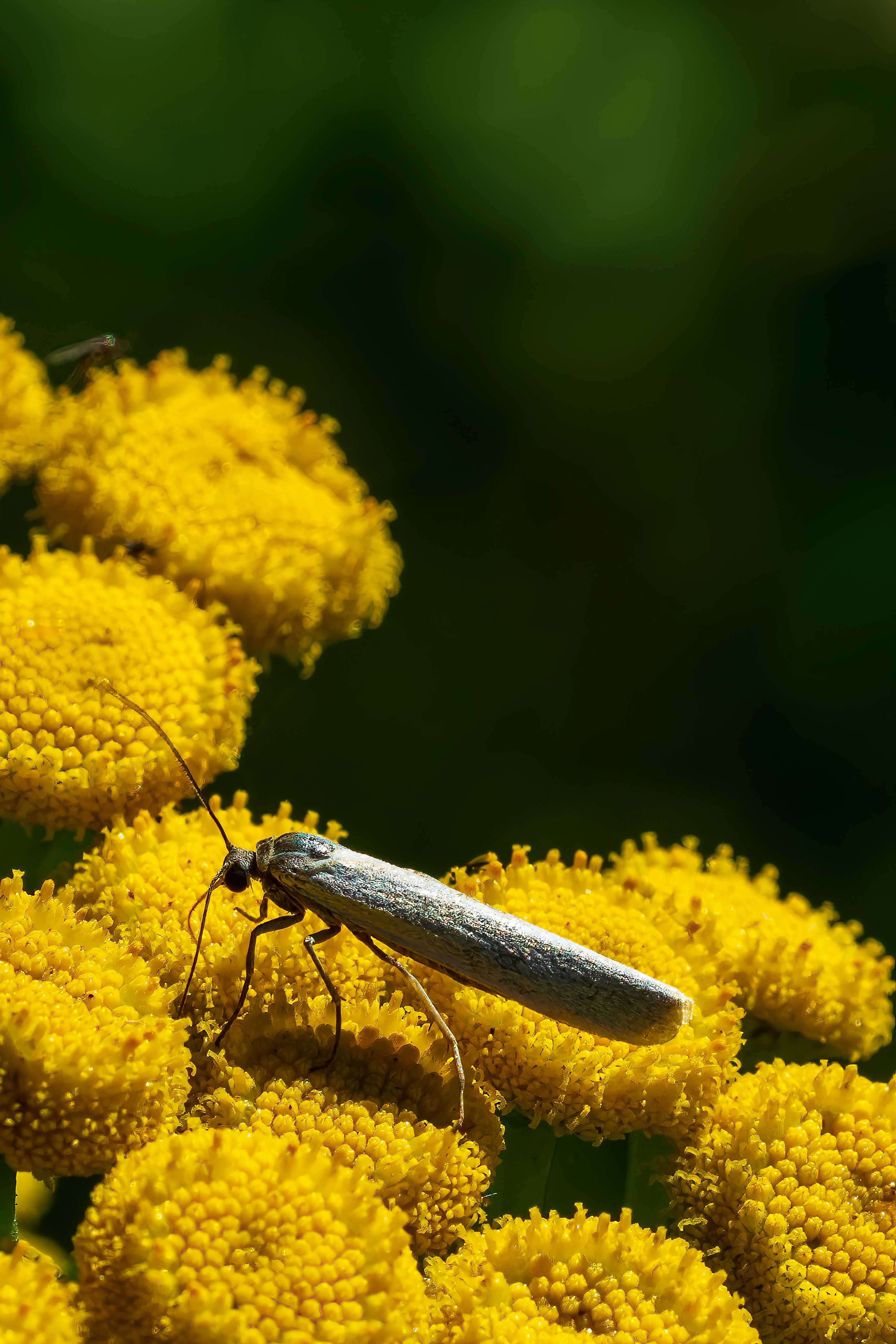 a bug is sitting on a yellow flower