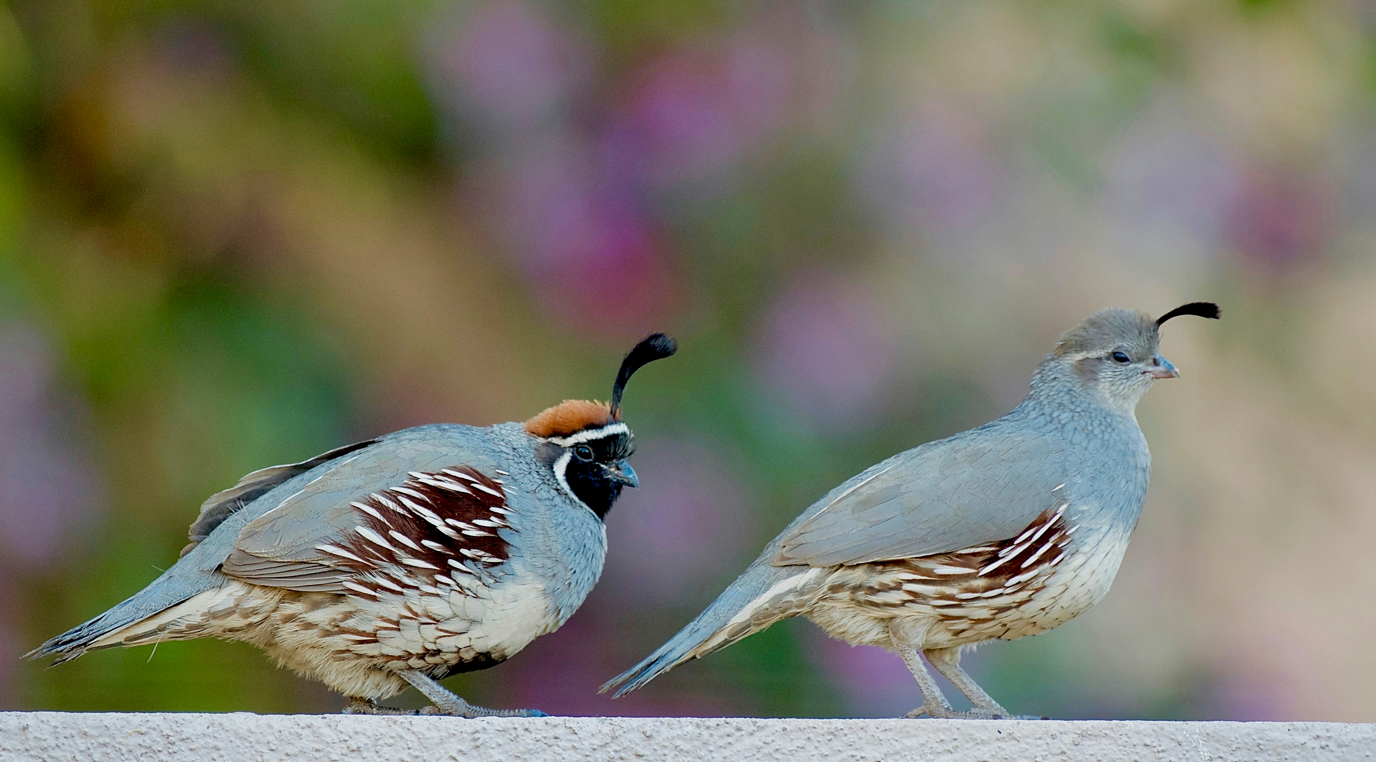 Two crested birds on a sunlit railing amid soft color bloom