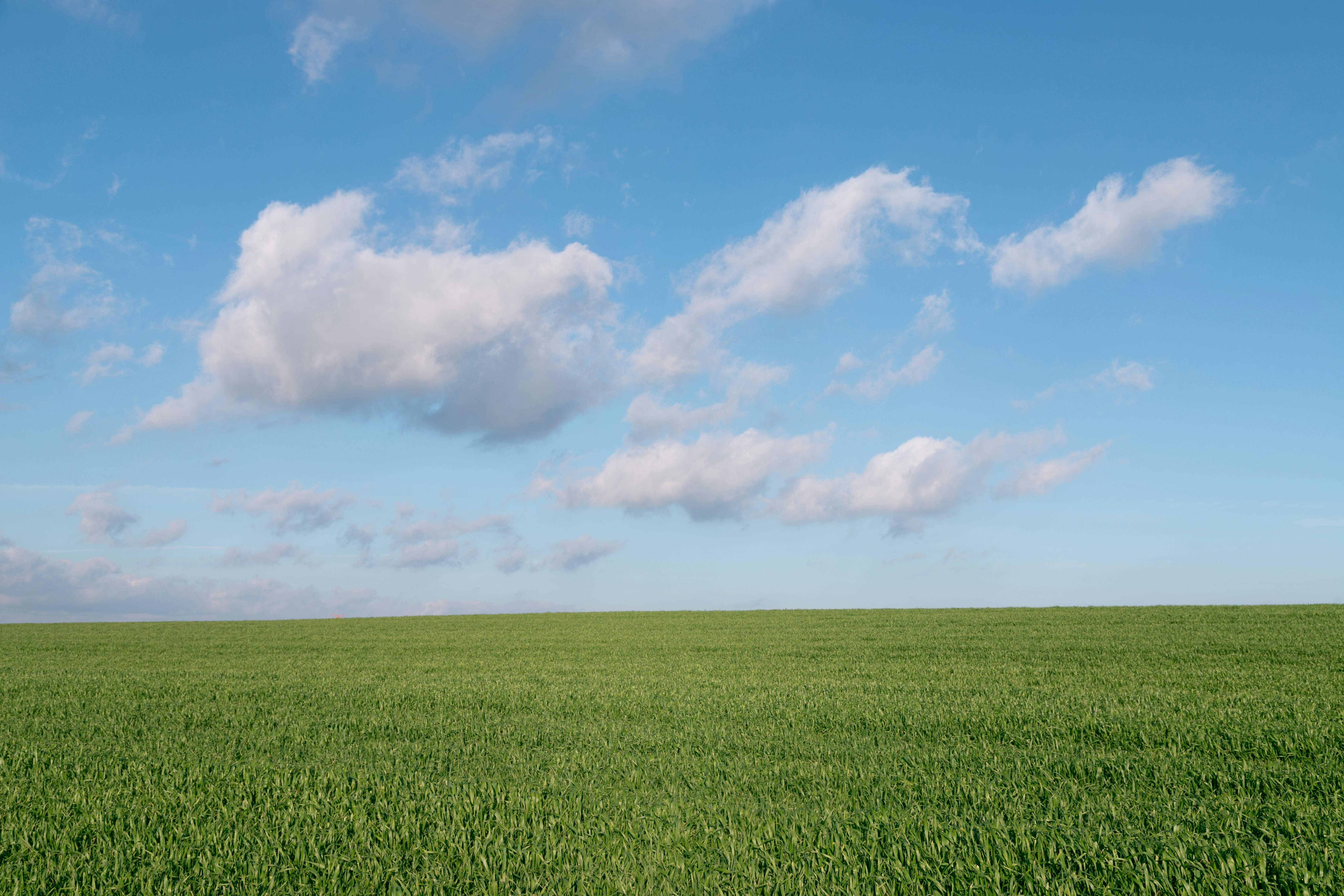 Foto zum Thema Ein großes Feld aus grünem Gras unter blauem Himmel ...