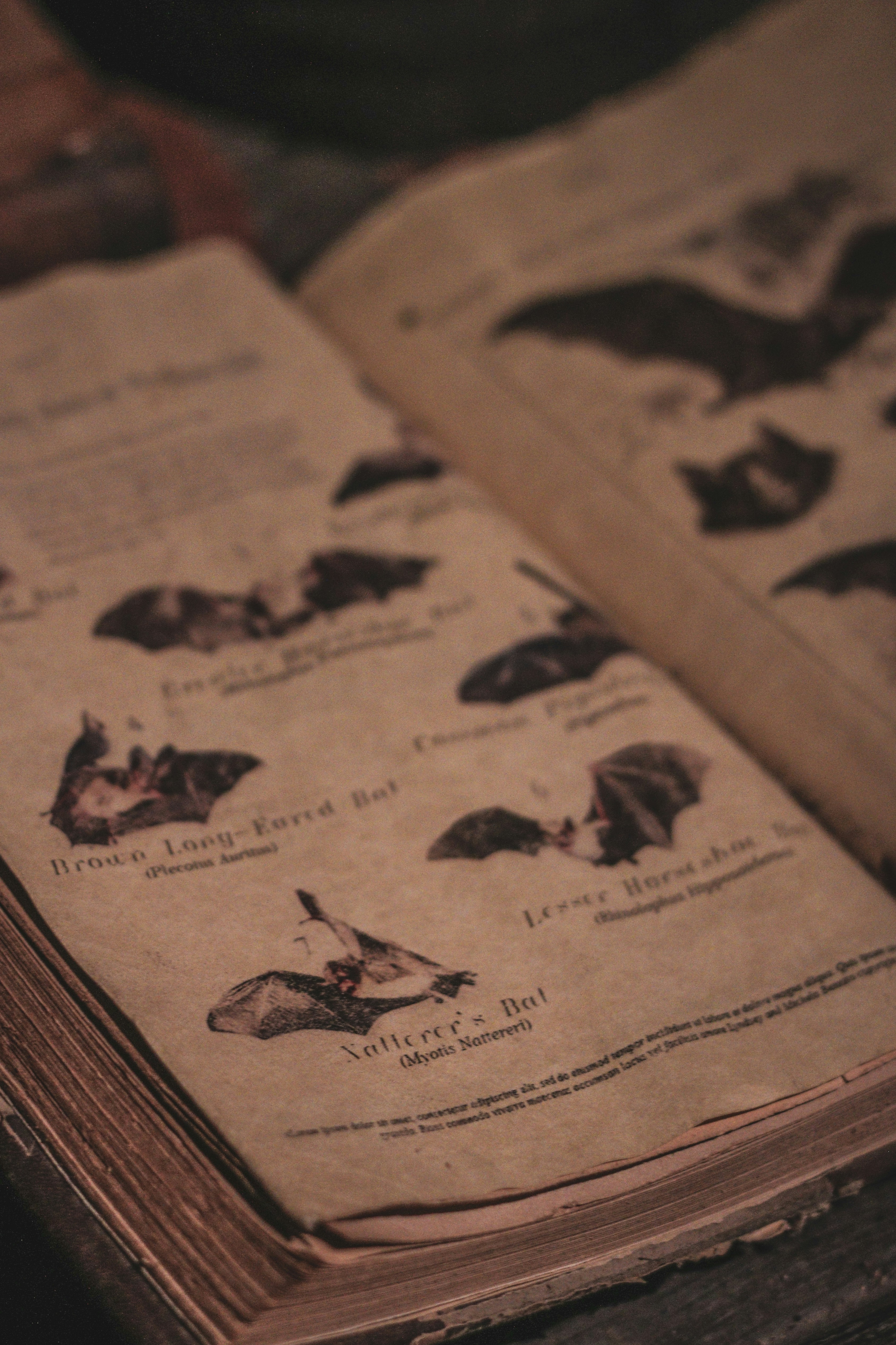 Aged Parchment Bat Field Guide: Delicate silhouettes on weathered pages