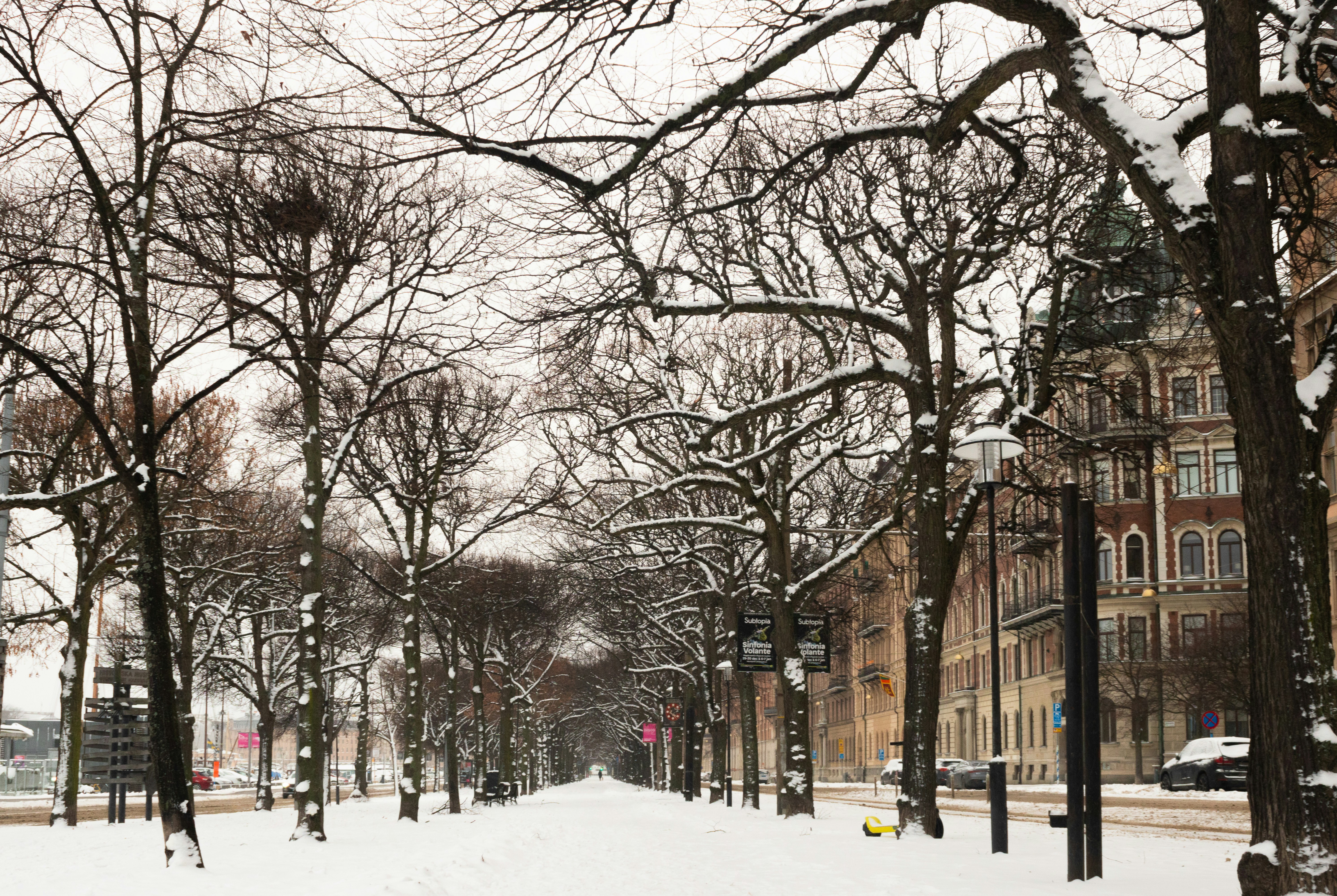 A snowy street lined with trees and buildings photo – Free Djurgården ...