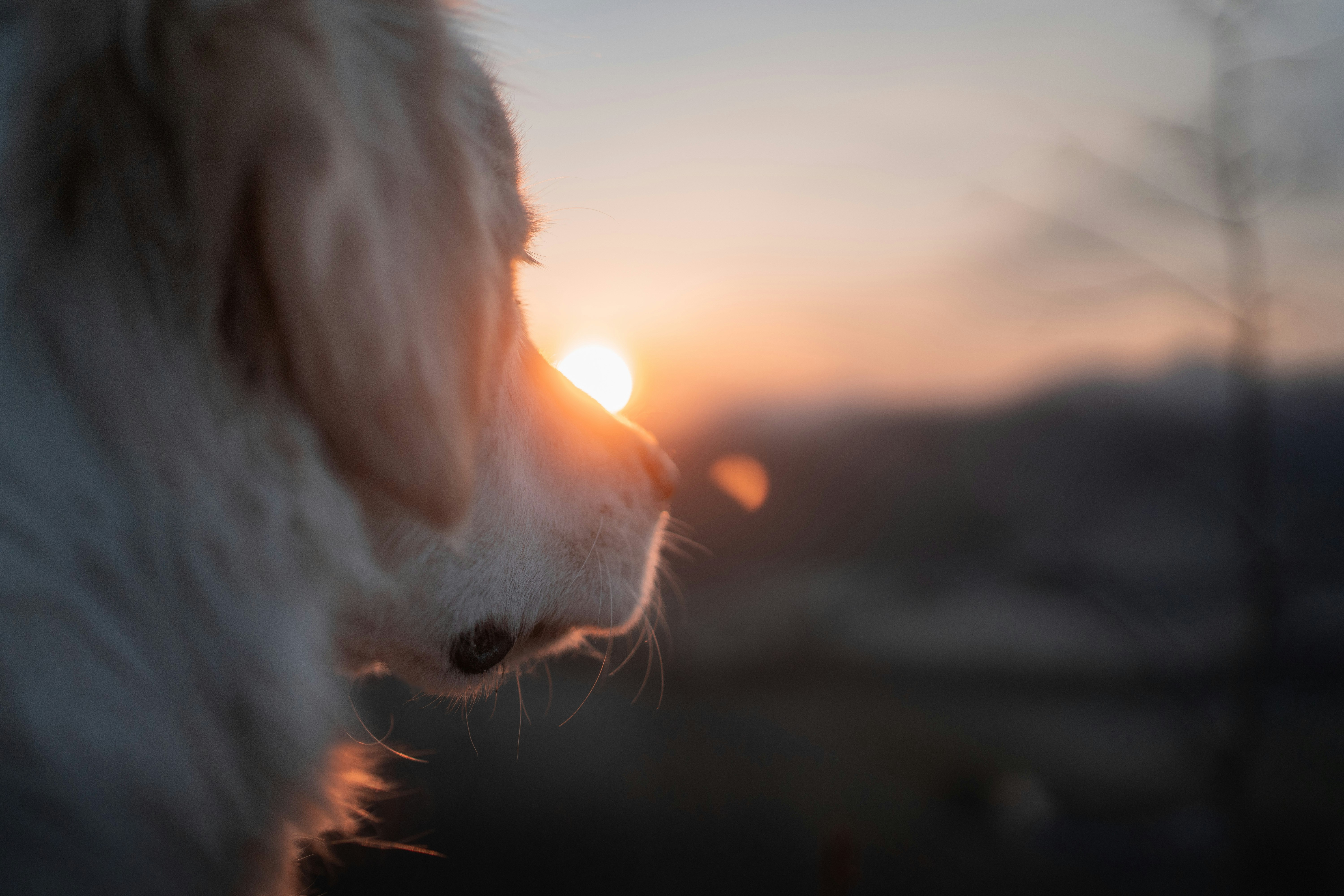 Sunset Backlight on a Dog's Profile with Soft Bokeh