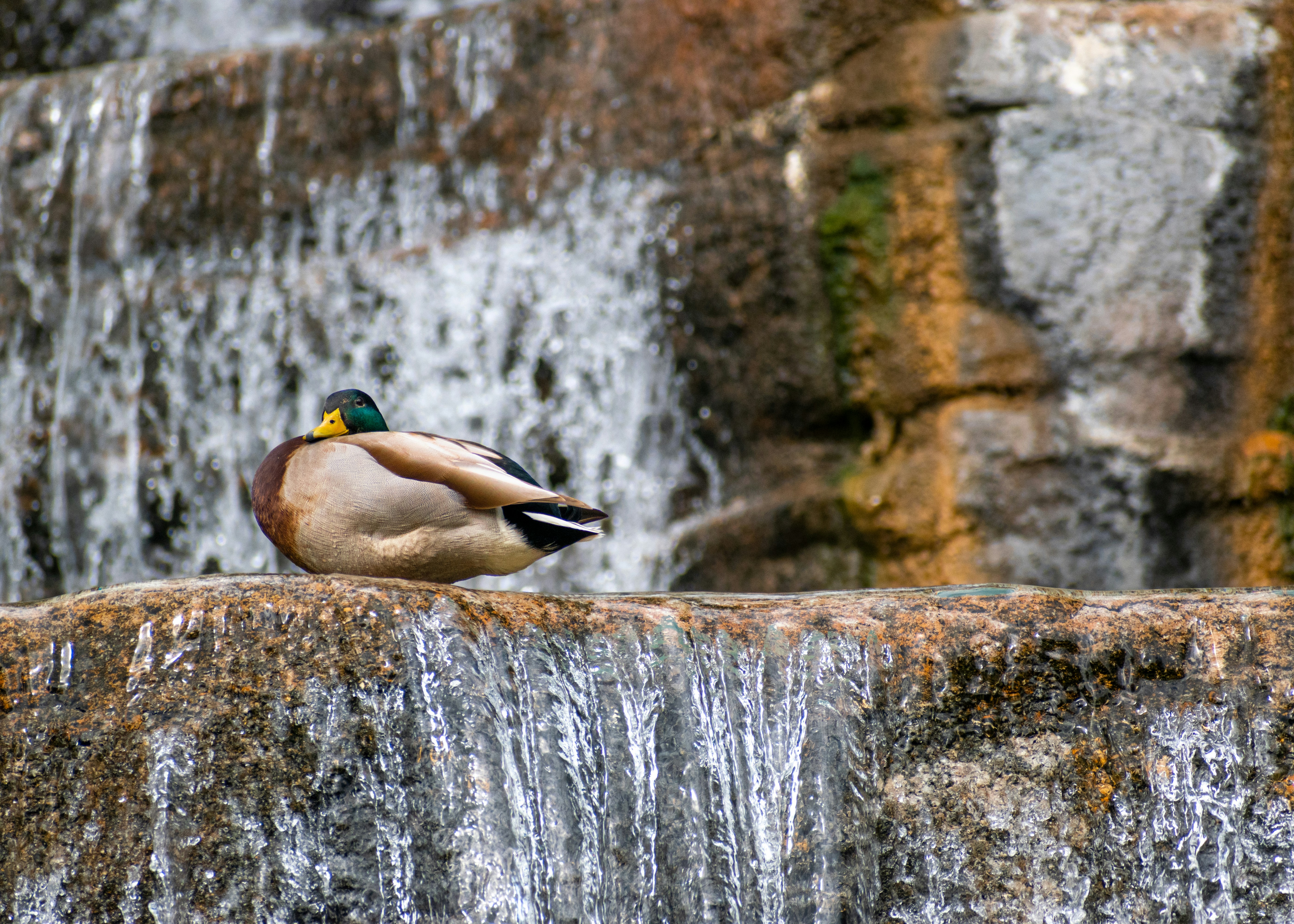 A duck sitting on top of a rock next to a waterfall photo – Free ...