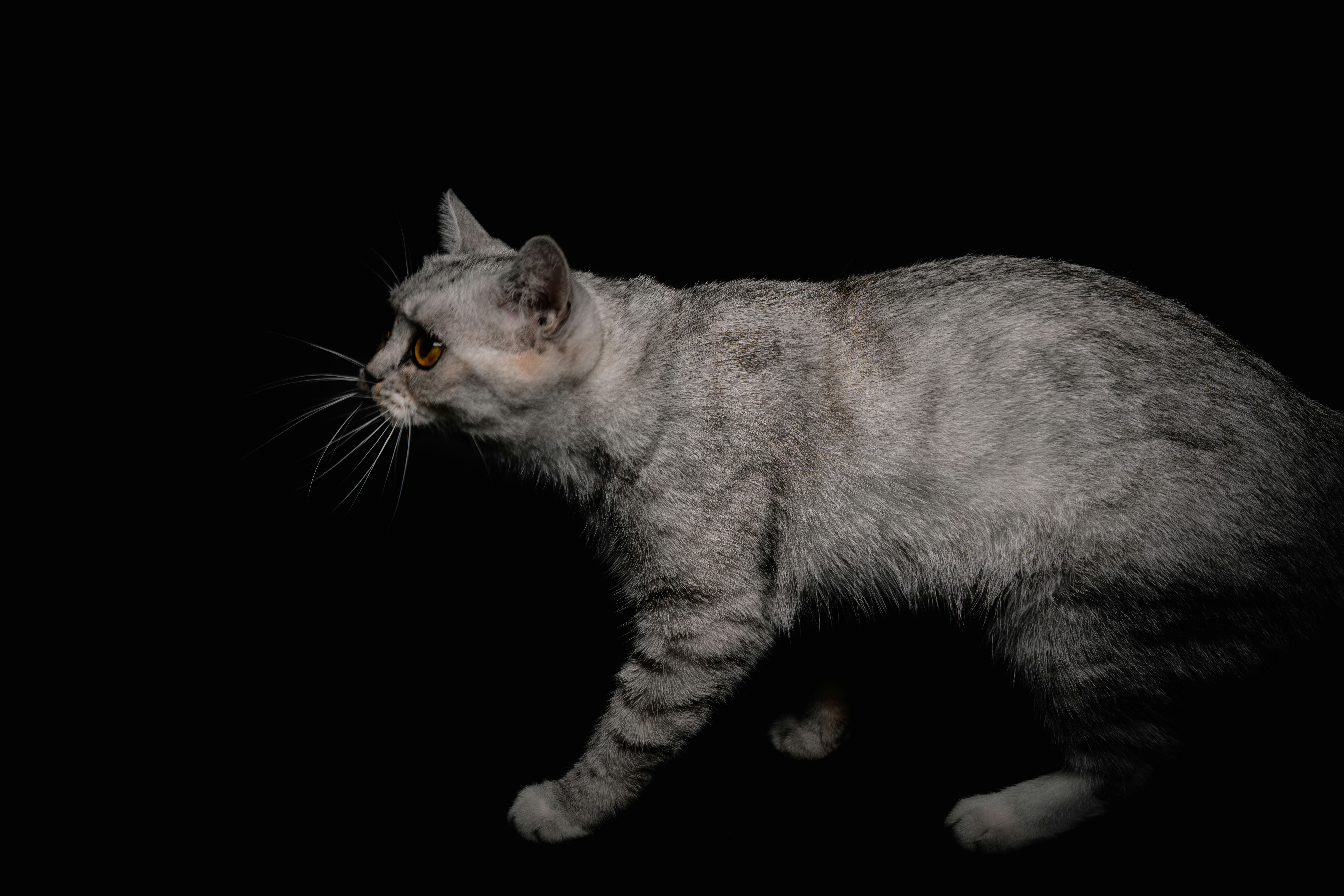 英锫 马 (@myp) | Unsplash Photo Community