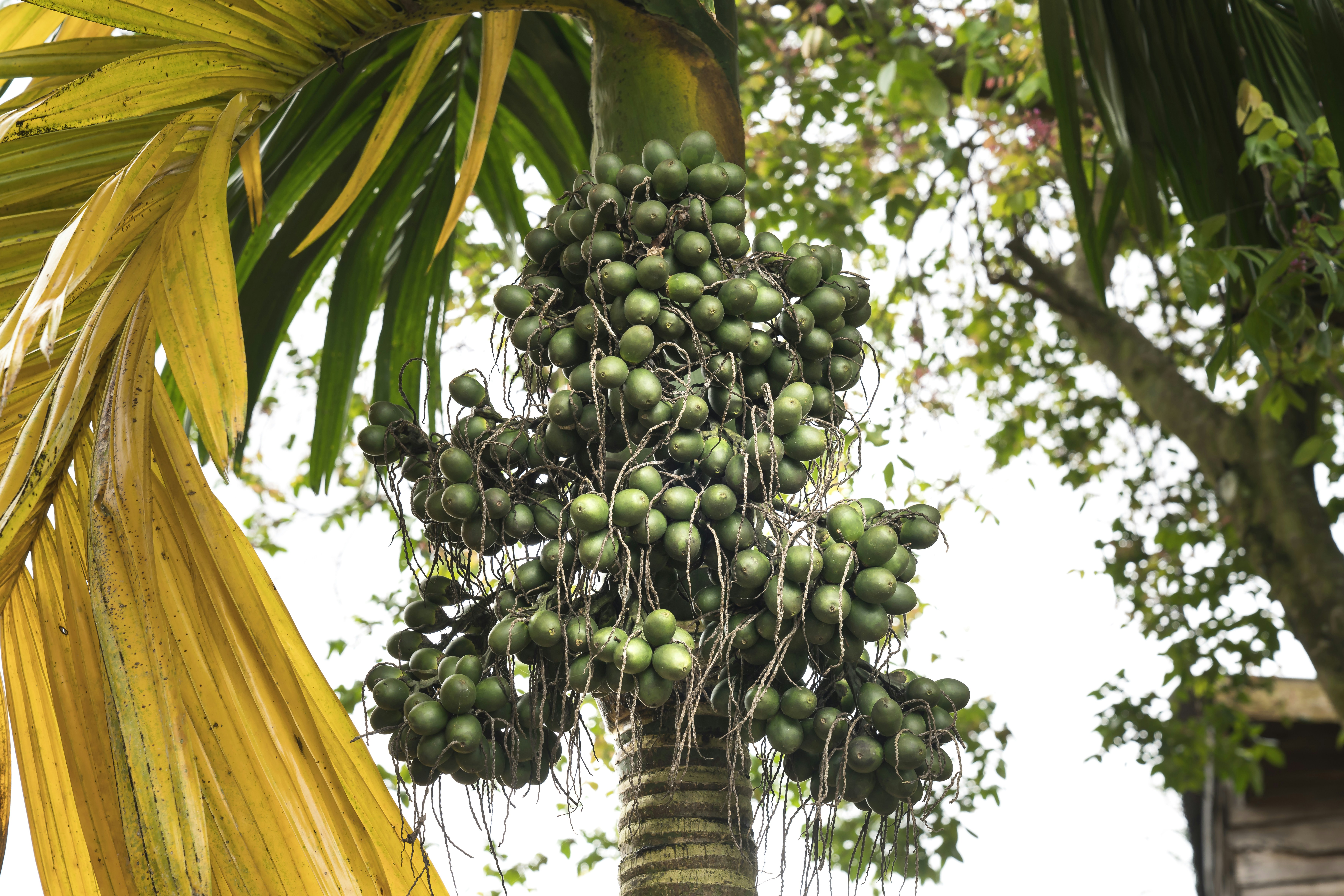 Photo by Quang Nguyen Vinh with Sony Alpha 7R II