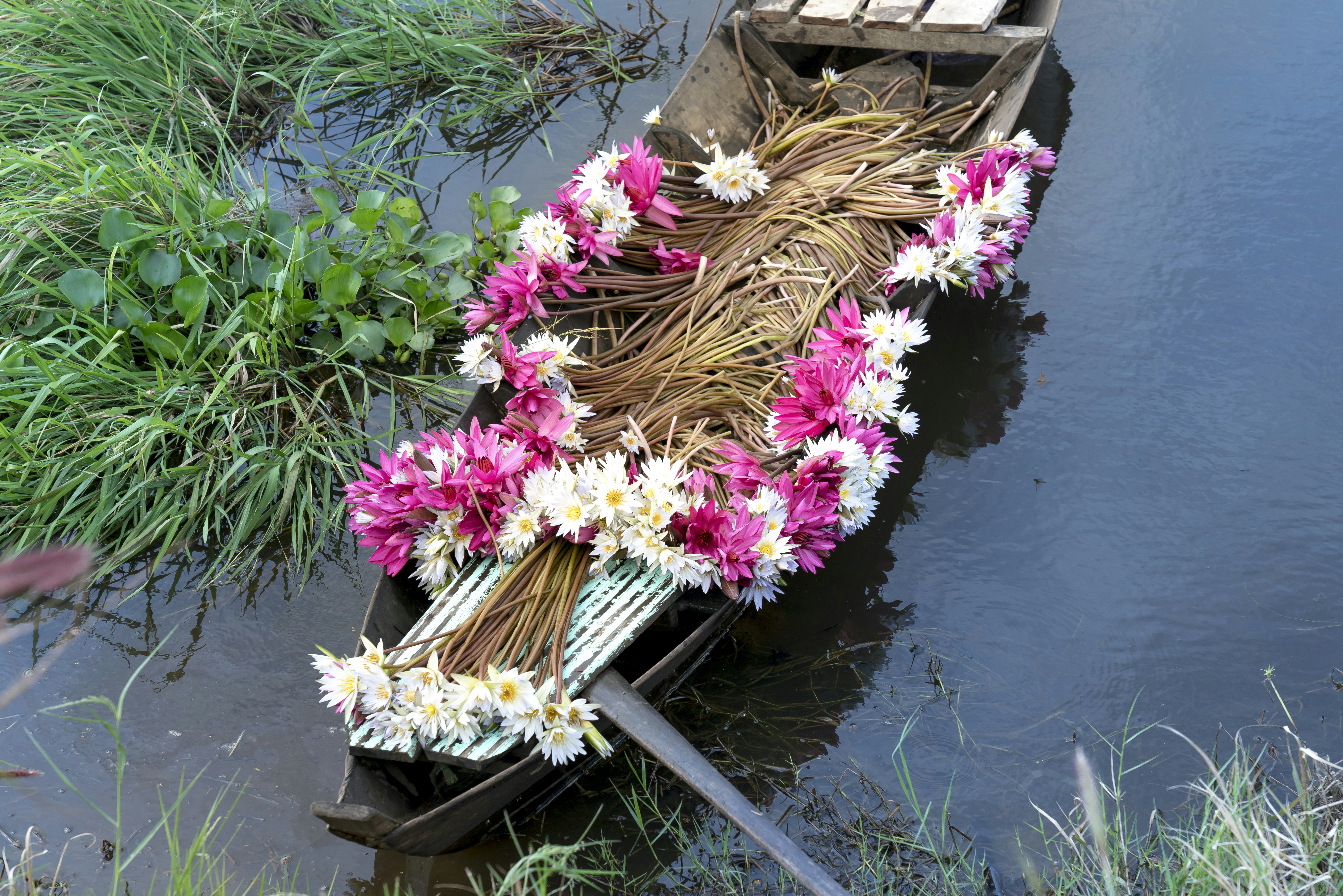 Petaled Crown on a Weathered Boat in a Quiet Canal