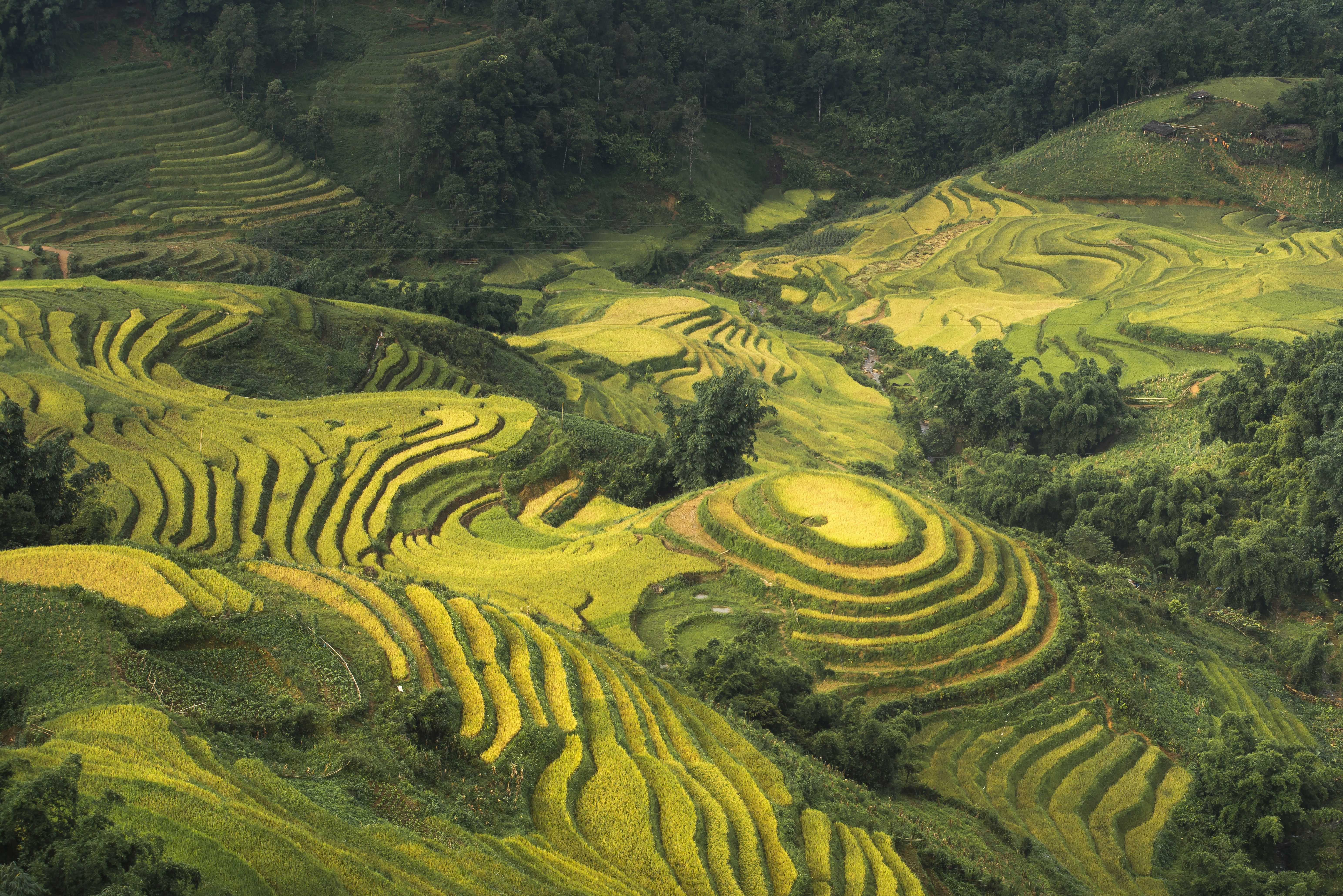 Vue aérienne d’une rizière dans les montagnes photo – Photo gratuite ...