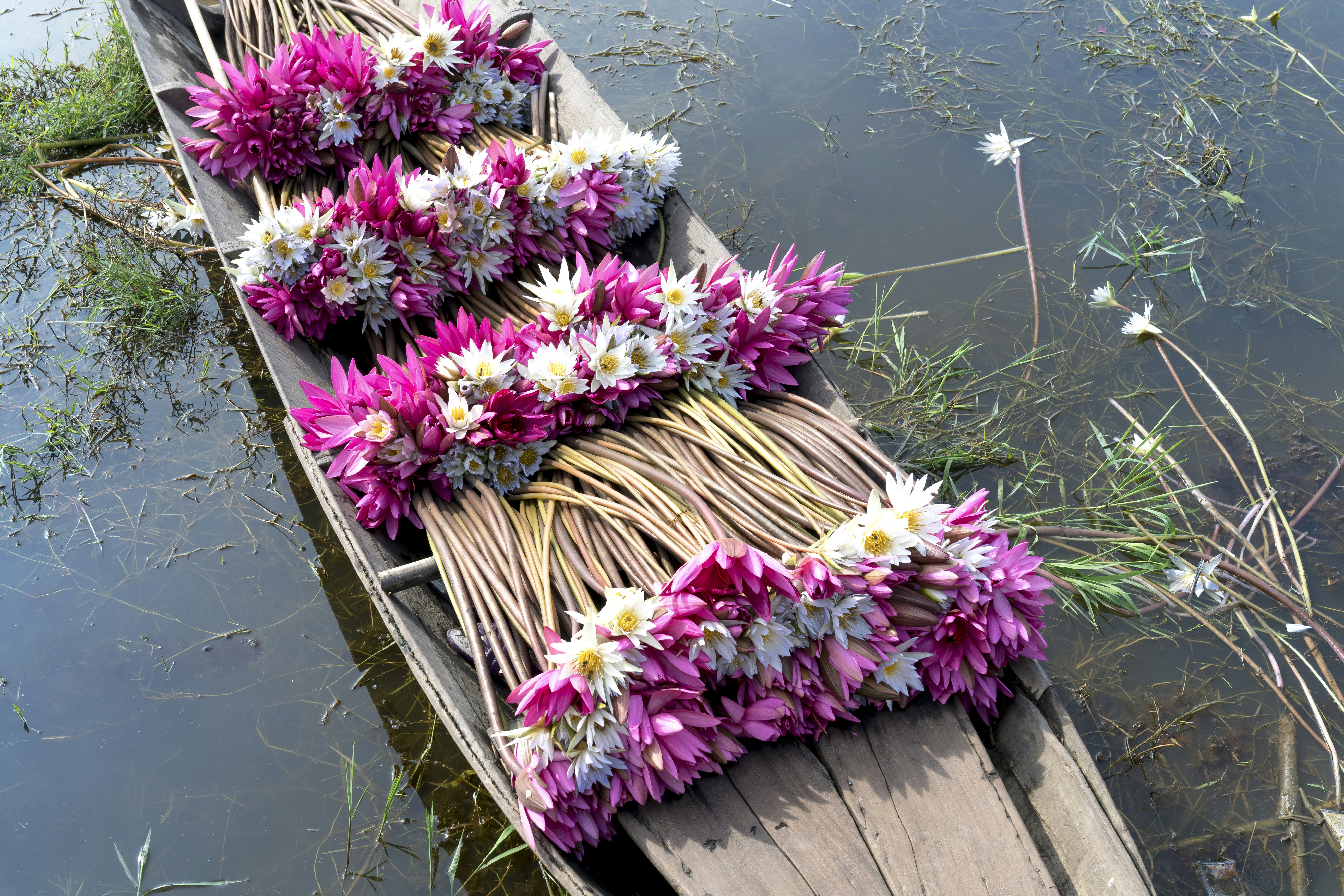 Petaled Barge Drifting Through a Quiet Waterway