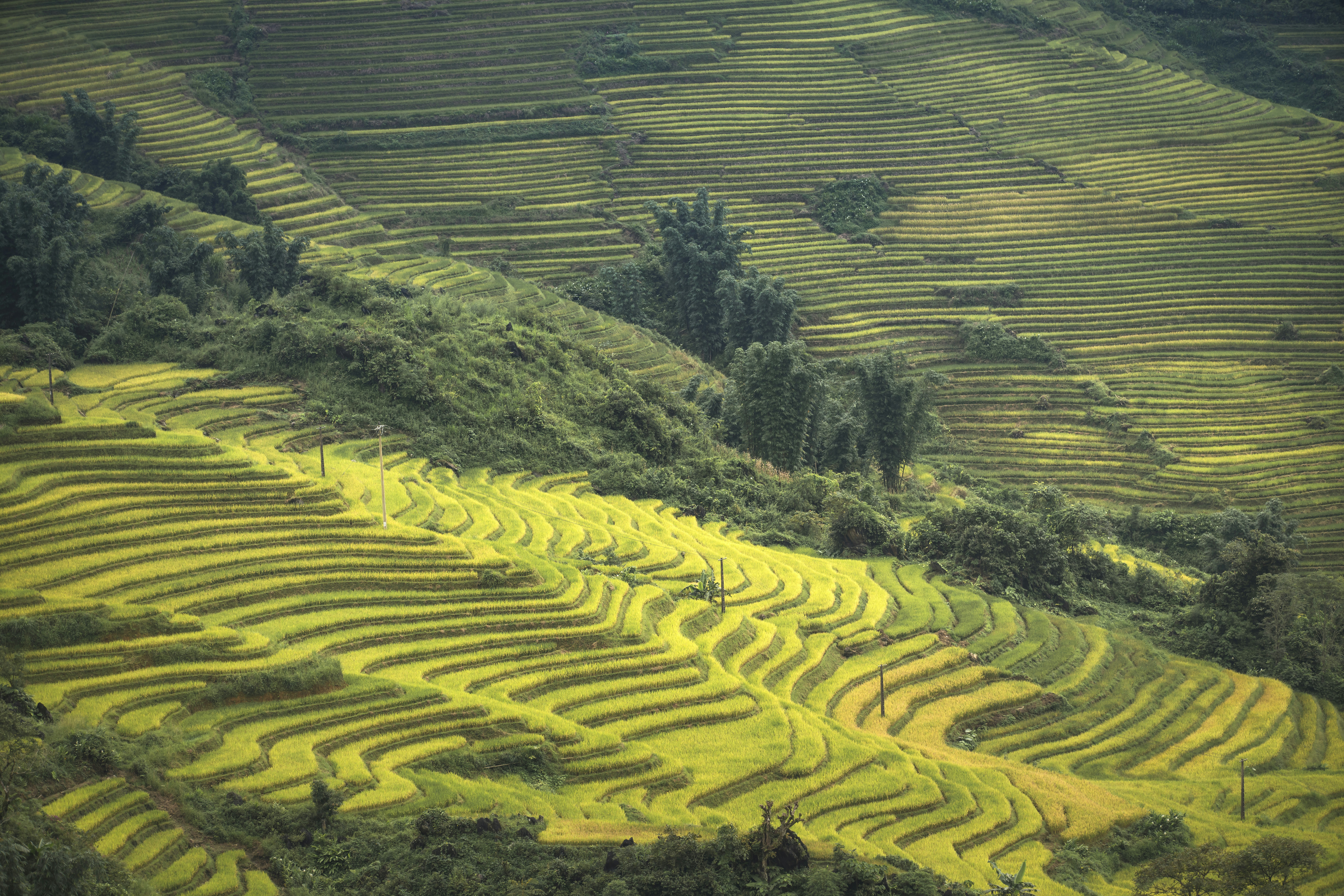 A view of a rice field from a plane photo – Free Image on Unsplash