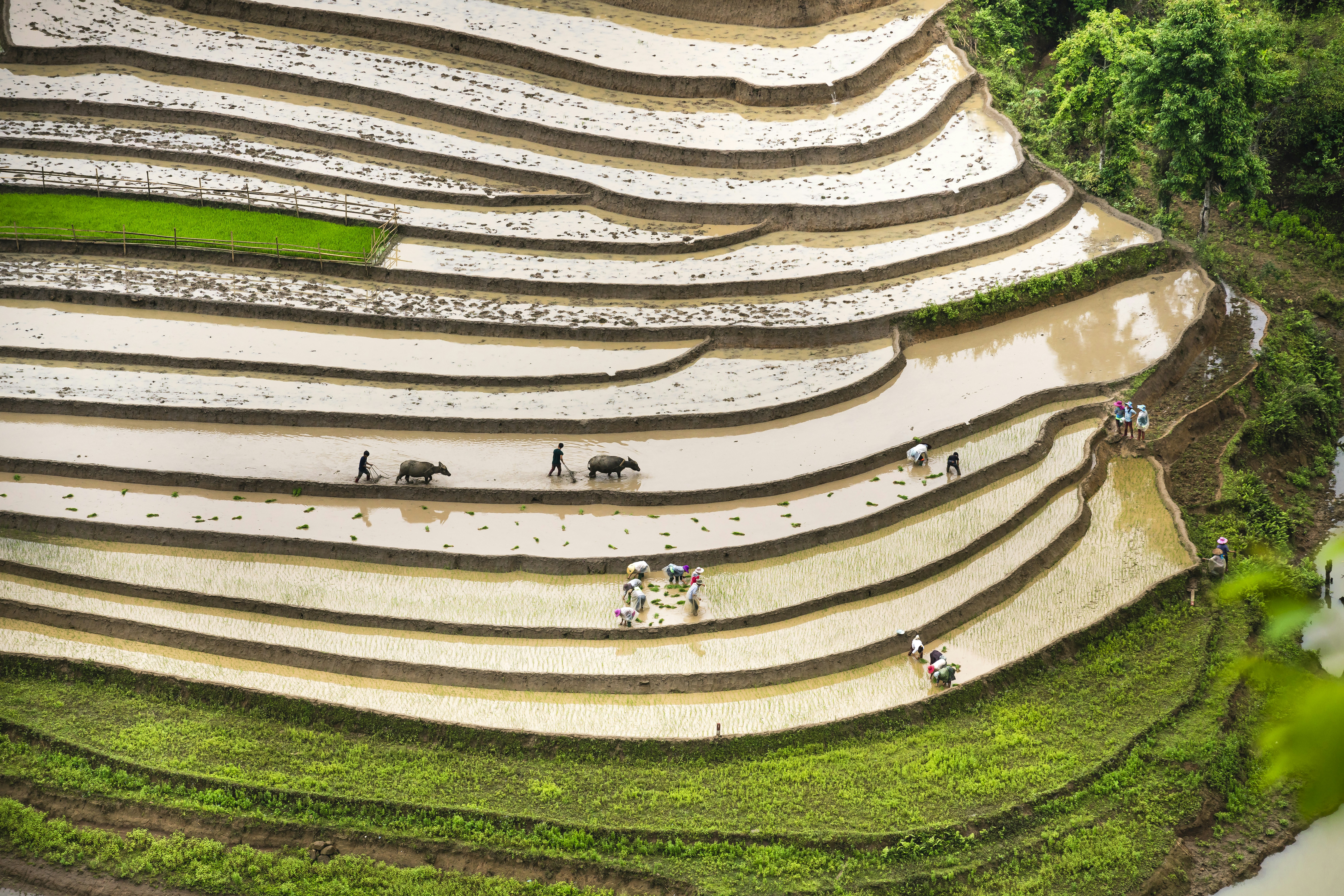 Terraced Echoes: Aerial Steps Carved into the Green Hills