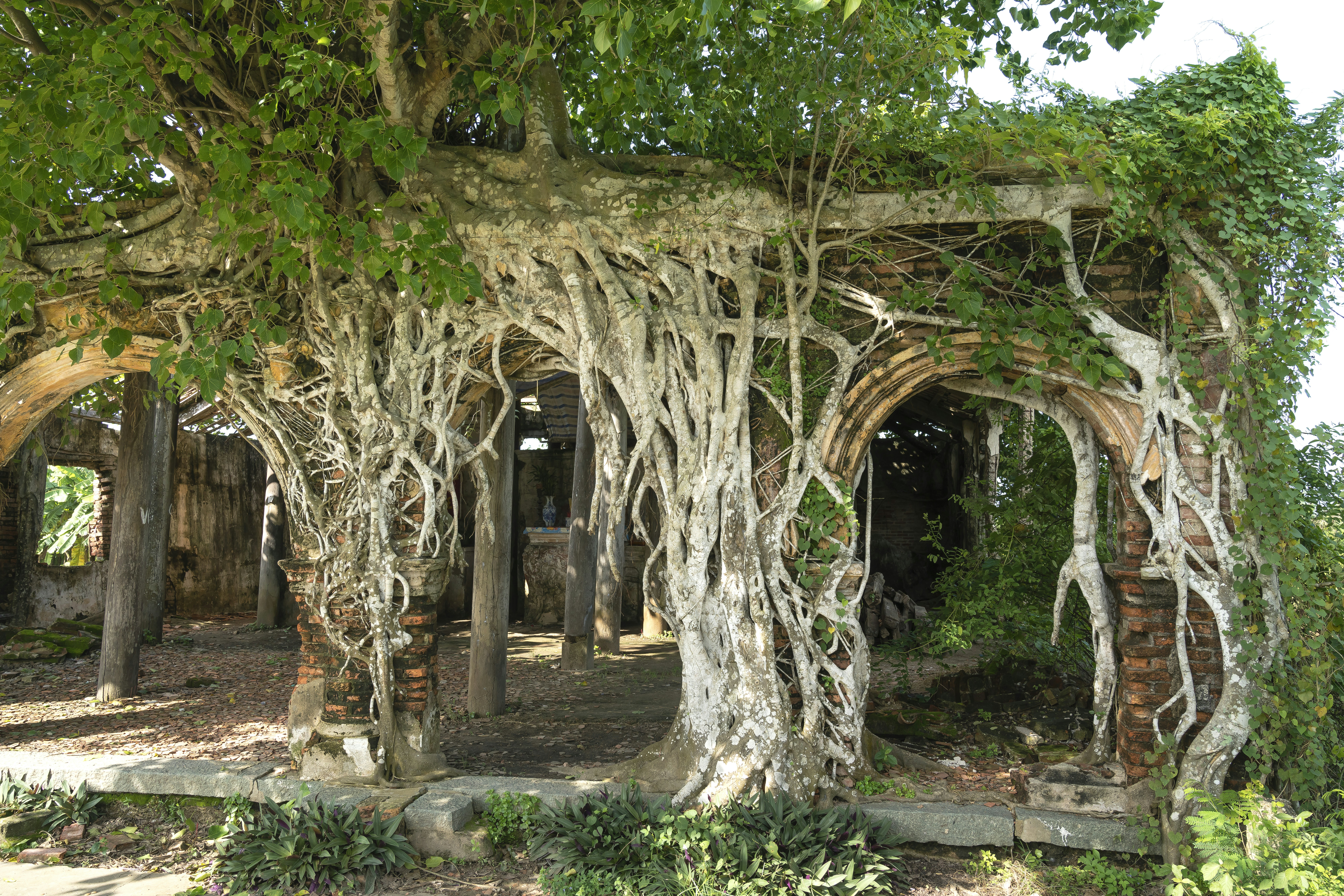 Vine-Arch Corridor: Ruins Entwined by Living Ivy