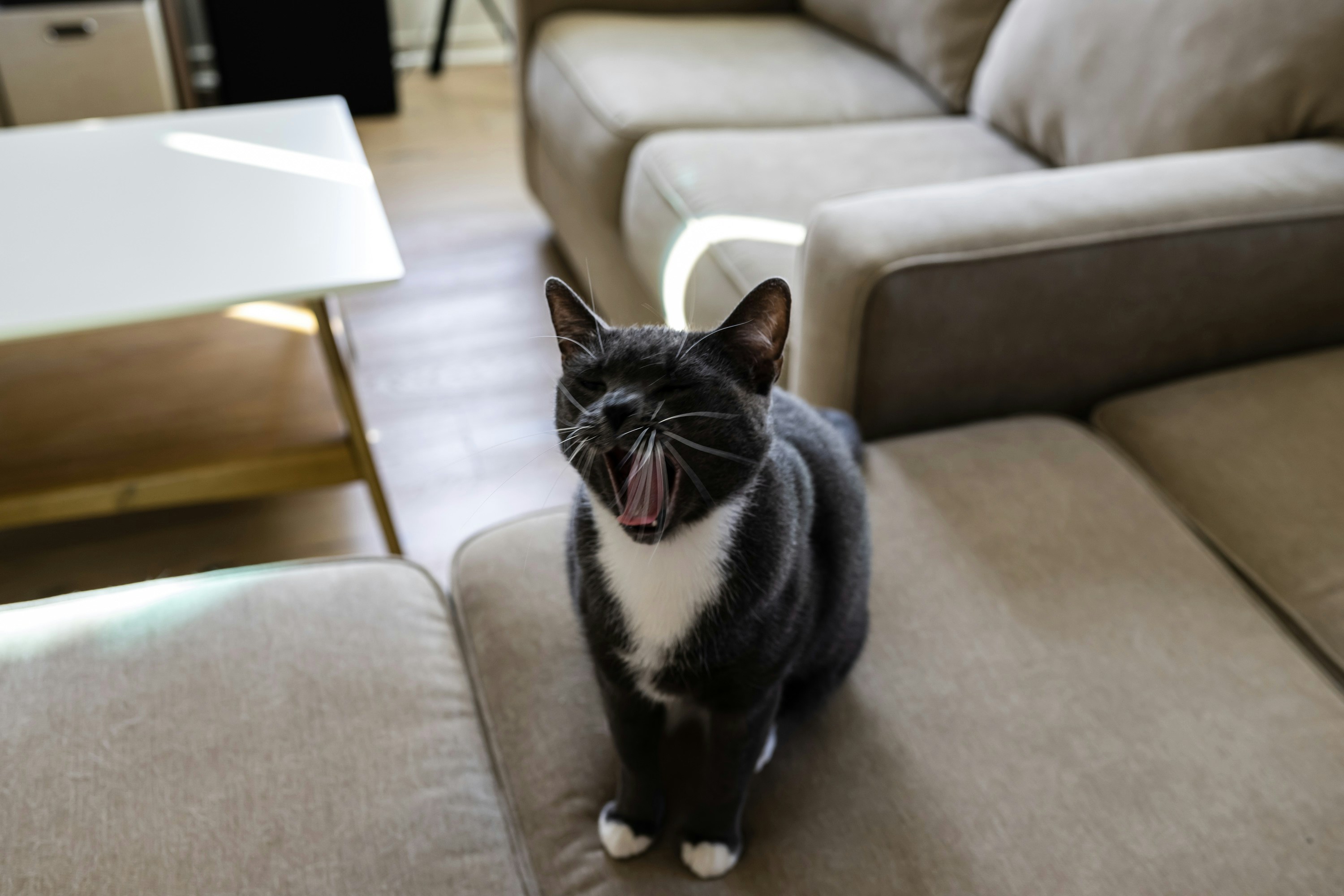 Yawning tuxedo on a sunlit sofa