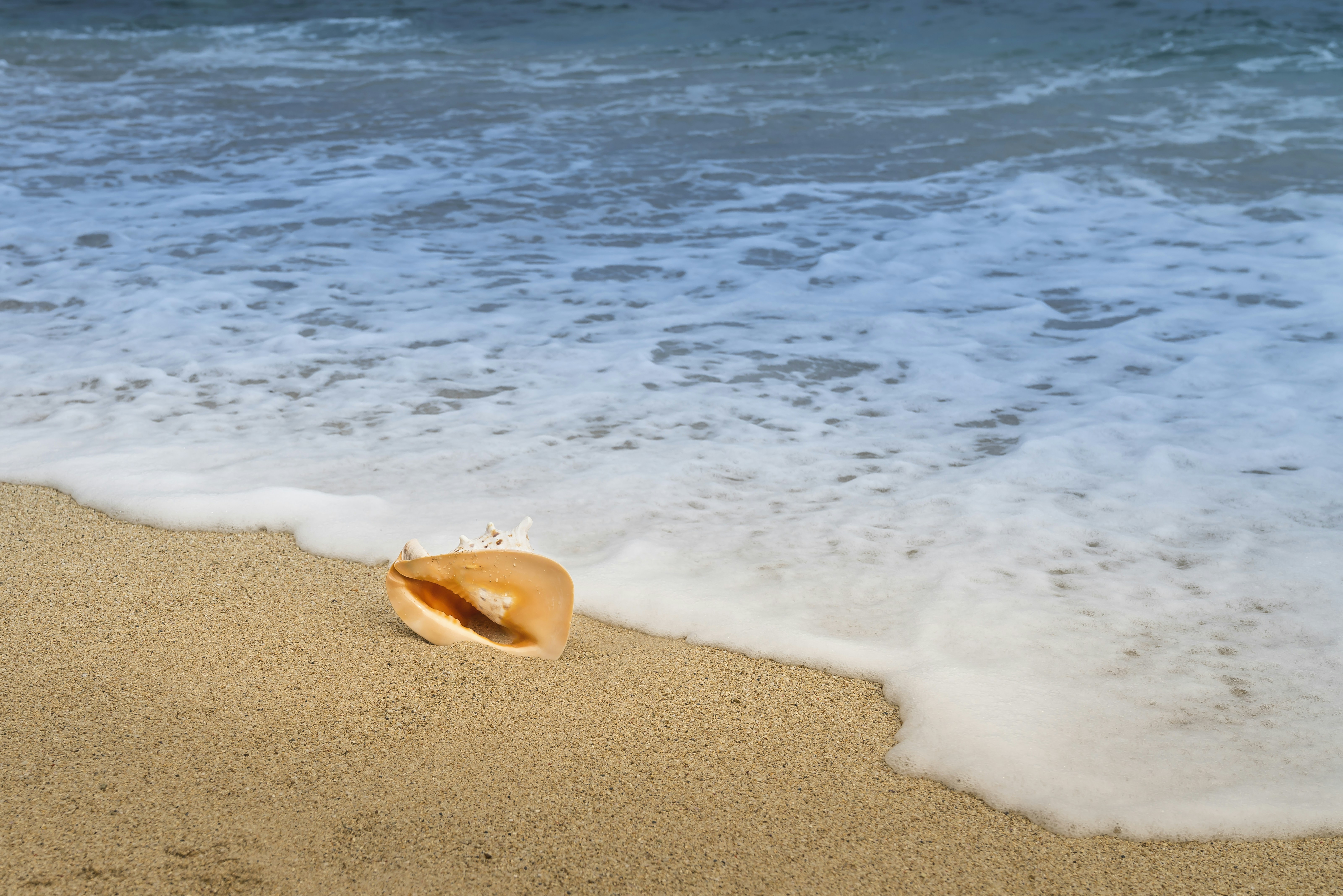A conch shell rests on the sandy beach, partially surrounded by gentle waves. The scene embodies the tranquility of coastal life.