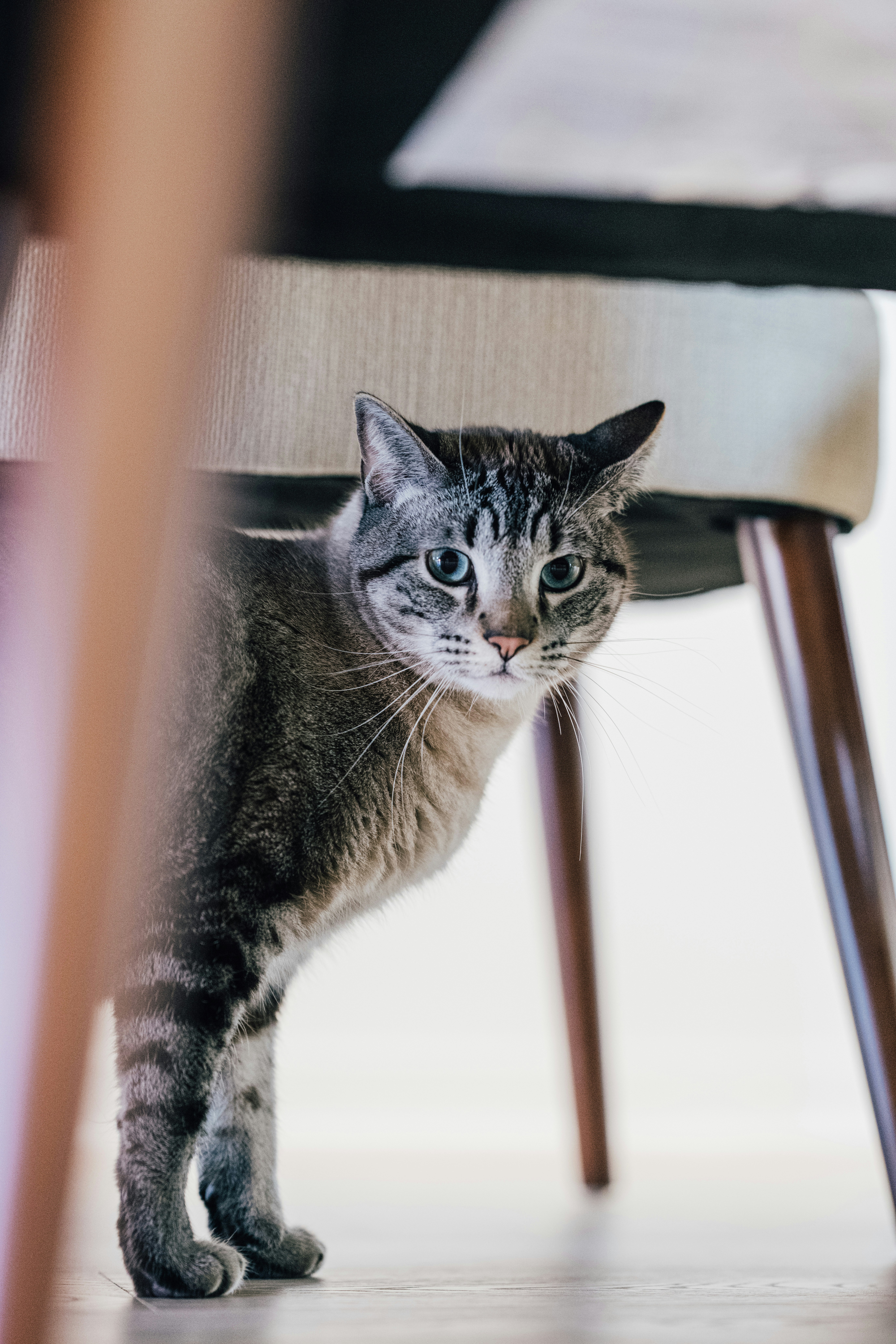 Foto Un gato parado debajo de una silla mirando a la cámara – Imagen ...