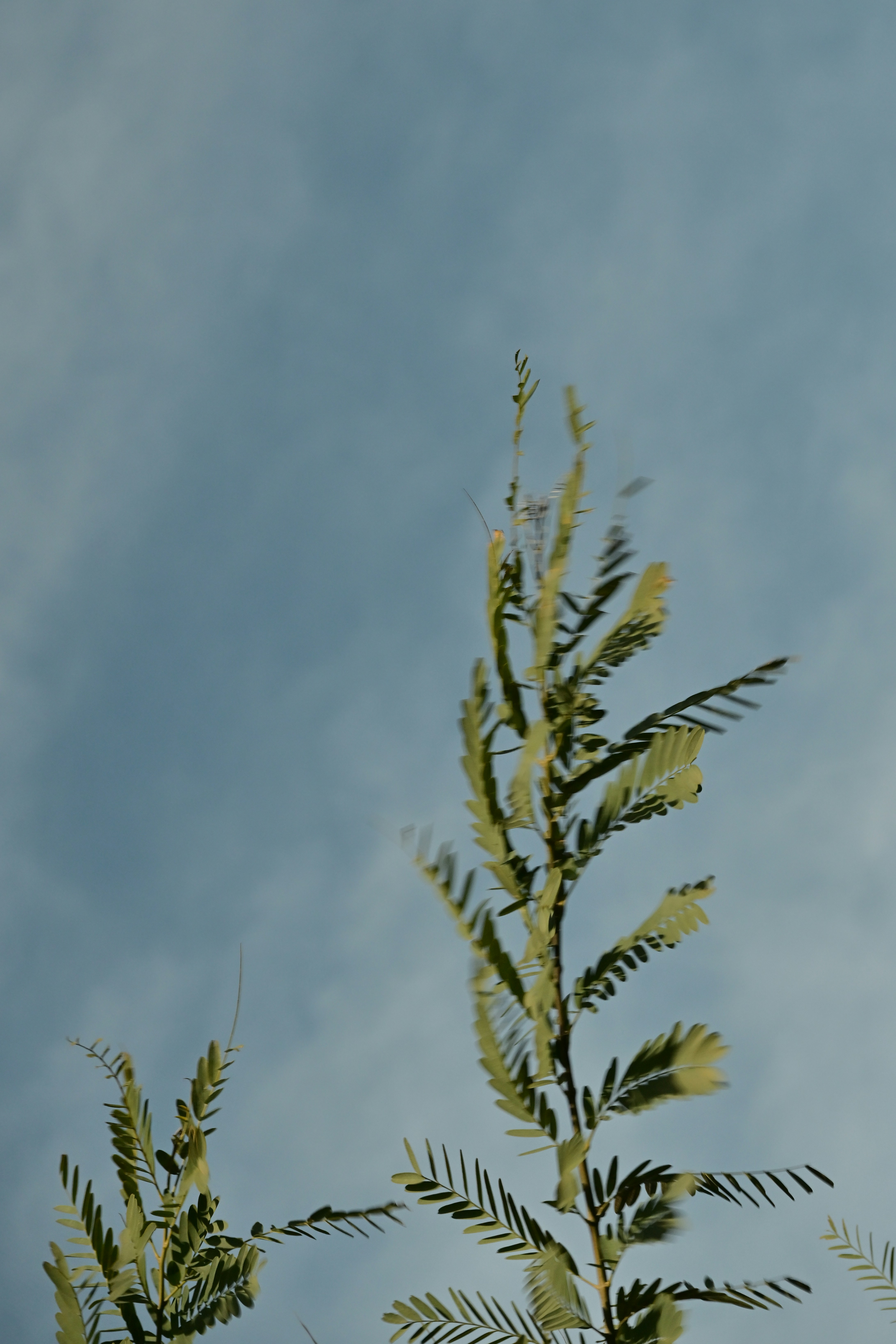 Fronds Against the Blue: a sunlit spear of foliage