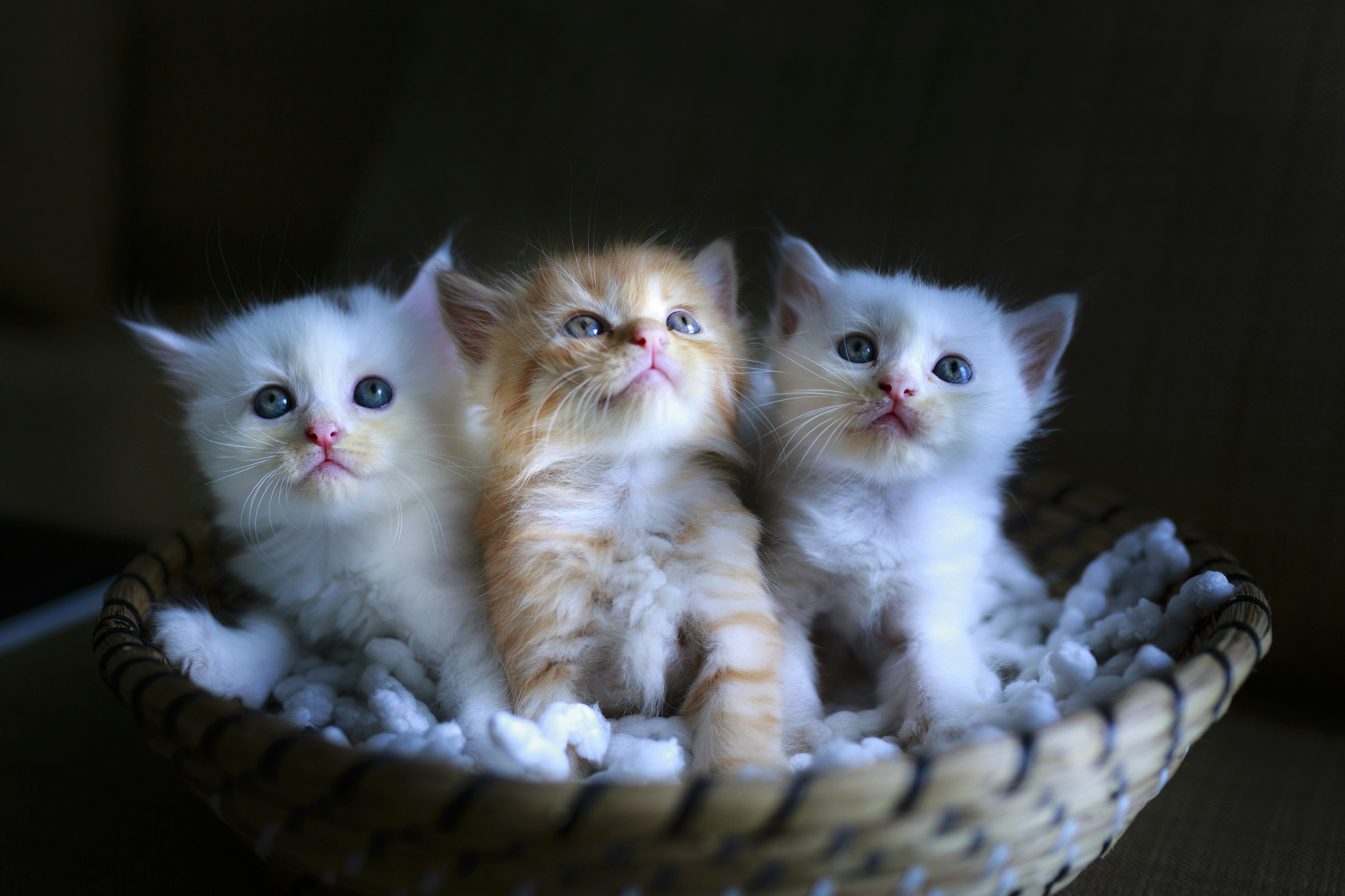 Triple Whisker Dawn in a Woven Basket