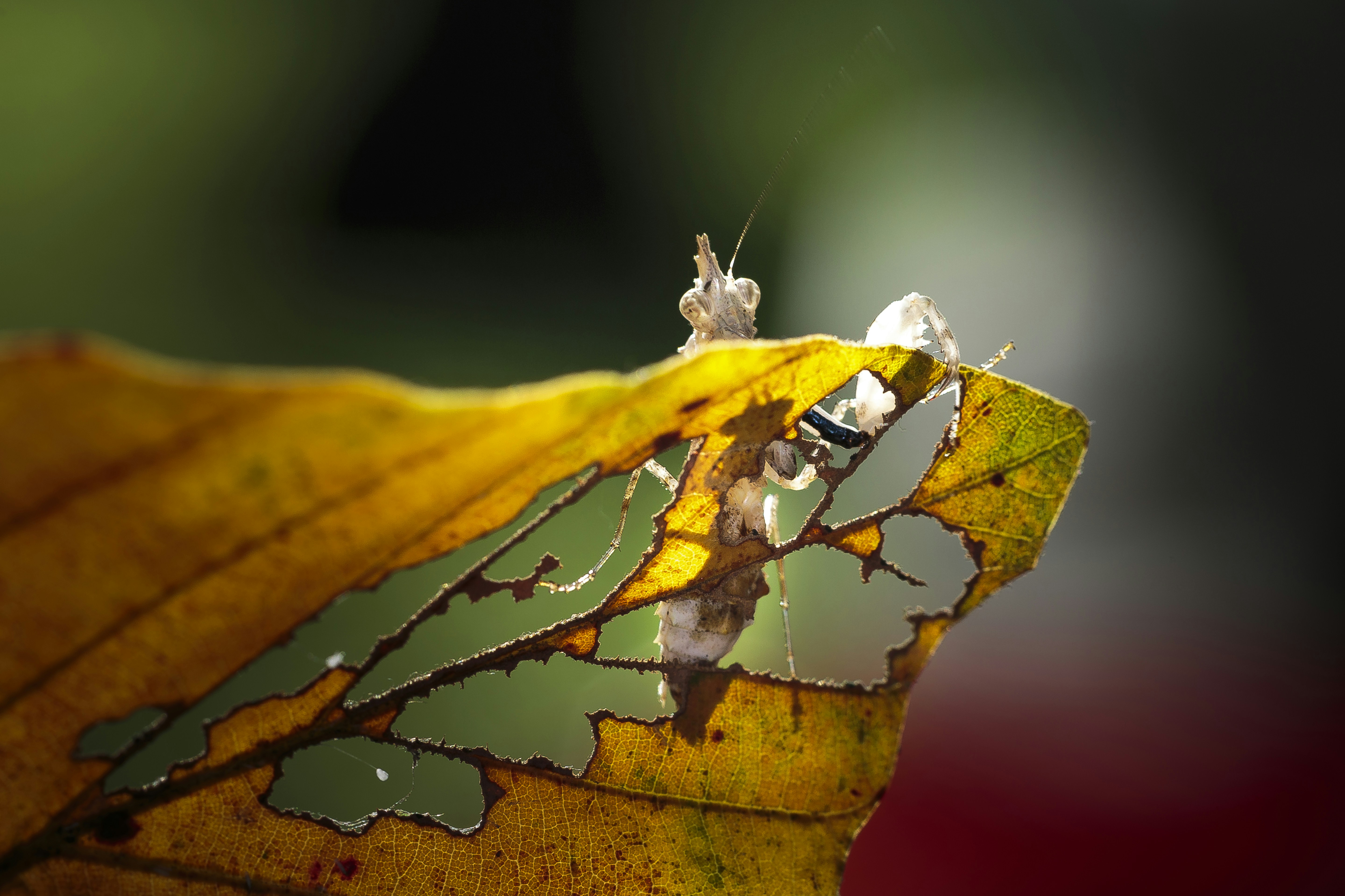 Lacework of Autumn: A Tiny Traveler on a Torn Leaf