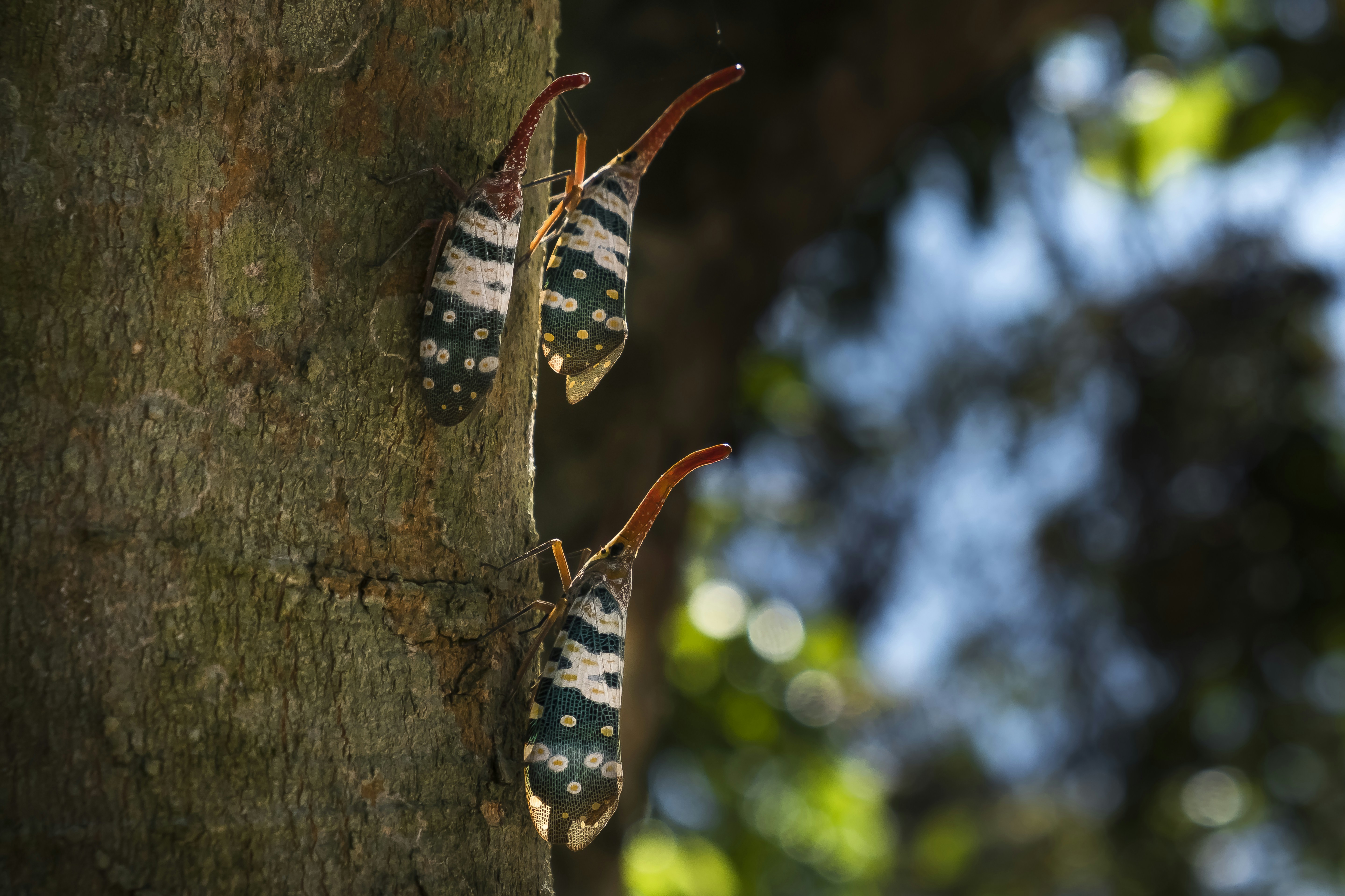 Duo of patterned planthoppers cling to sunlit bark