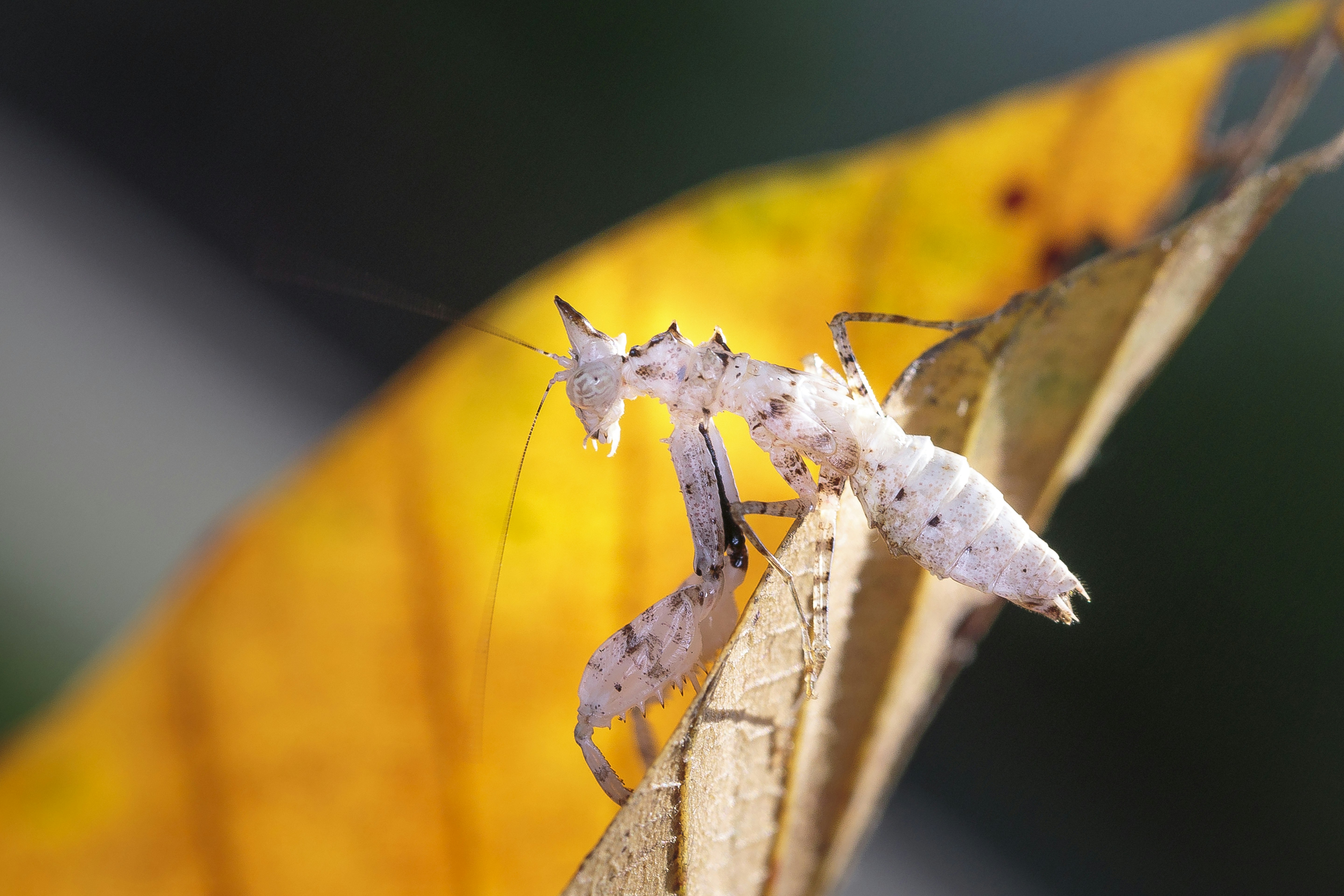 Whisper of Wings: A Camouflaged Moth on Autumn Gold