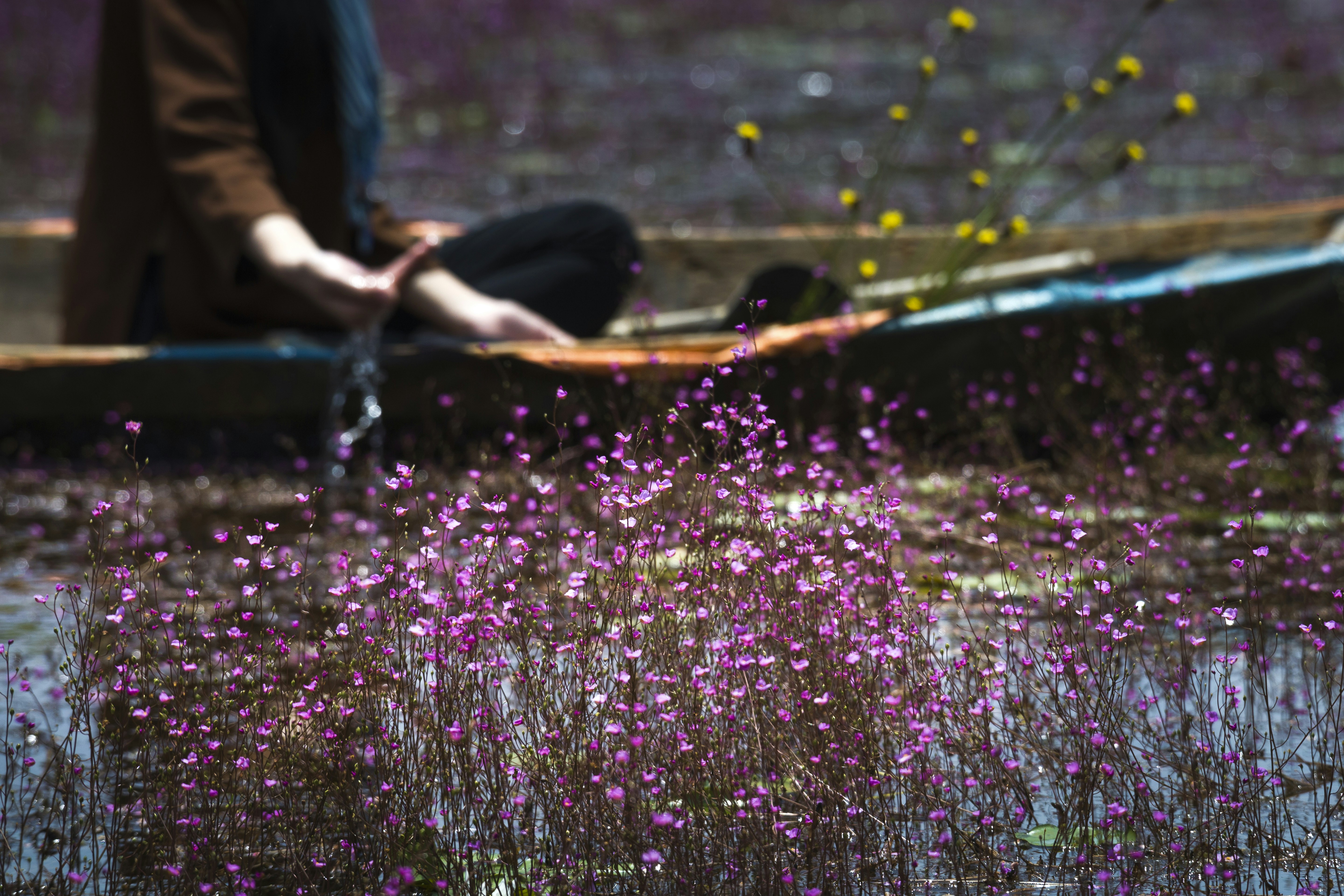Bouquet in the Current: Pink Sprigs Framing a Distant Canoeist