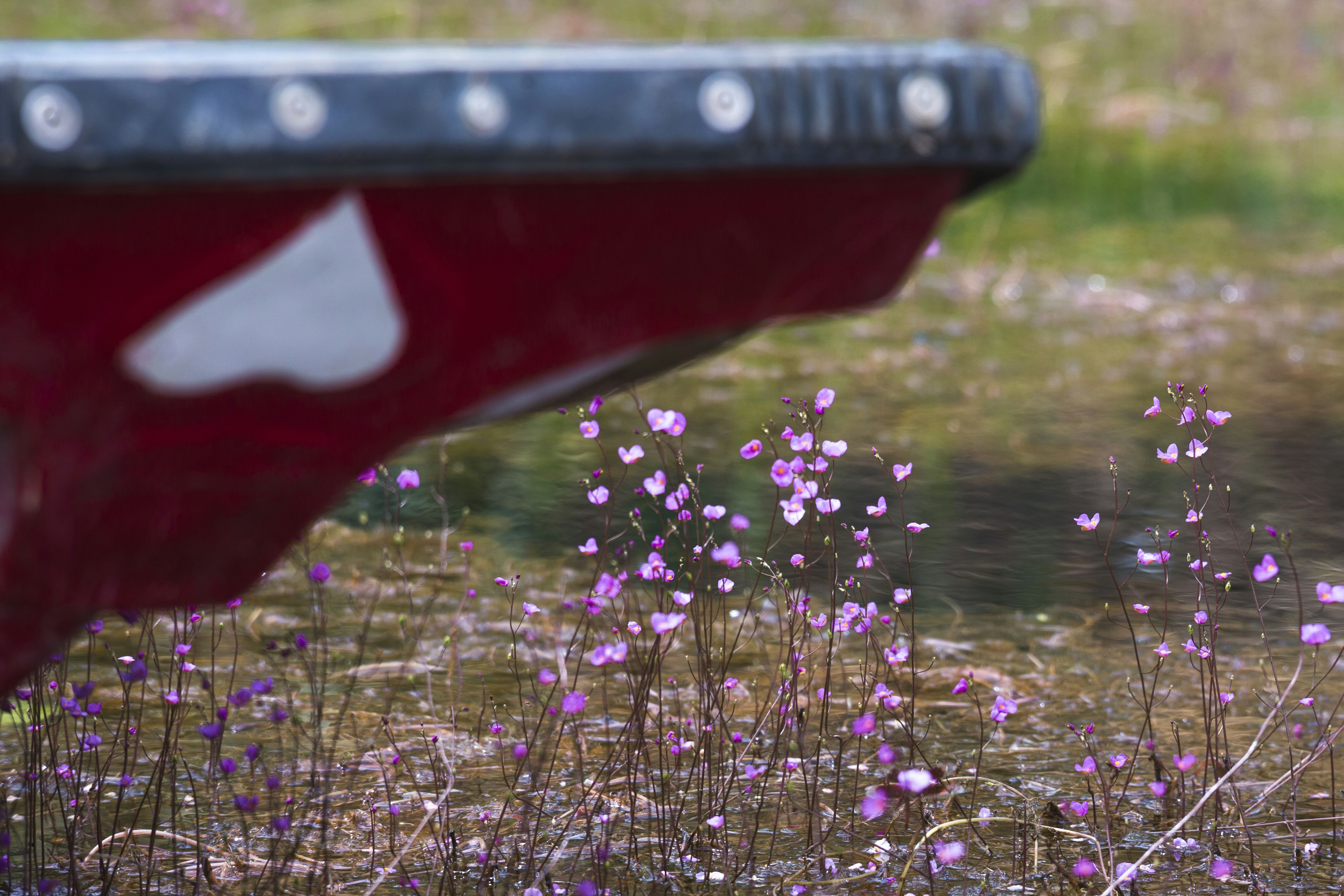 Pink-flowered shoreline under a red boat