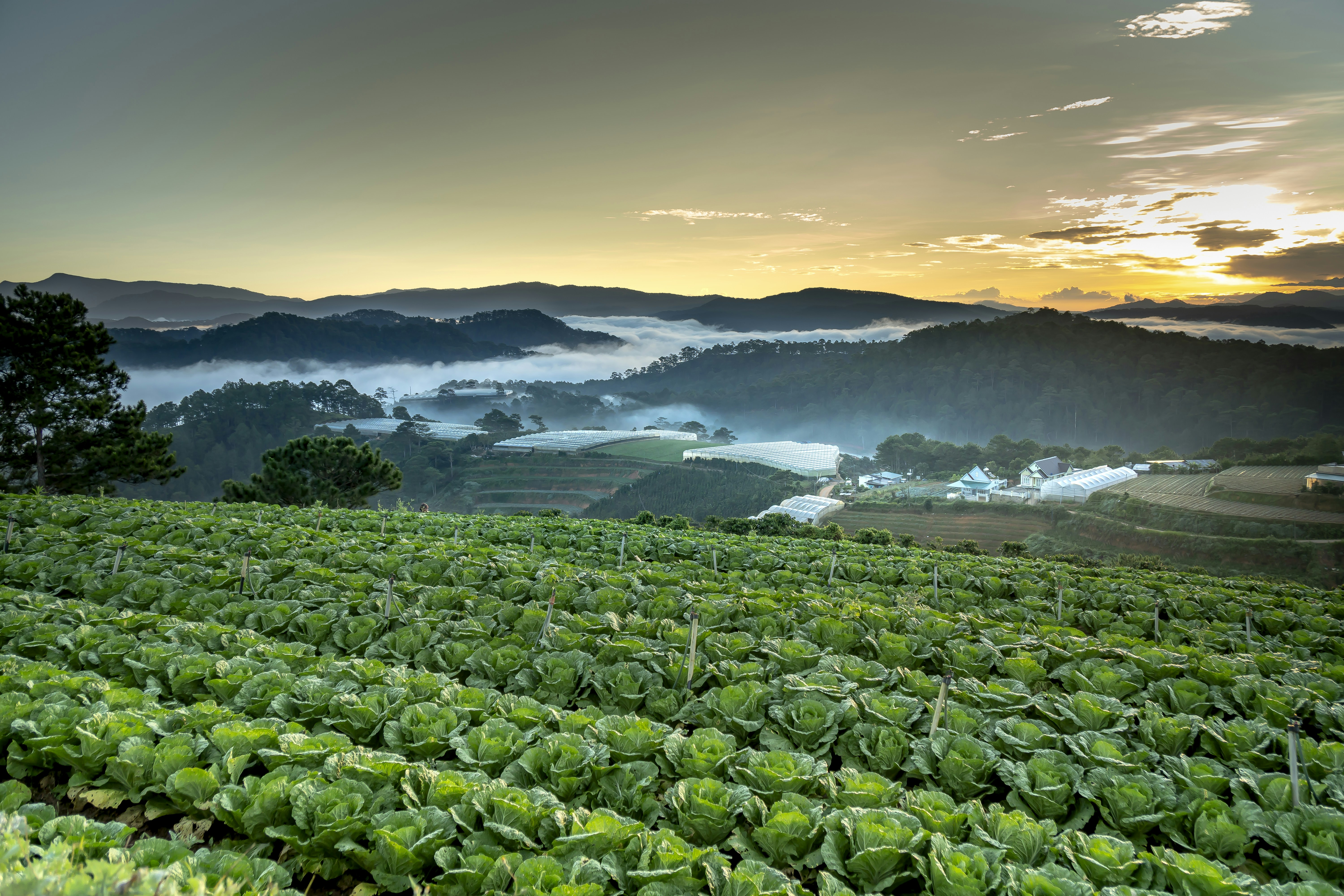 Dawn Mist Drapes the Valley Over Verdant Cabbage Fields