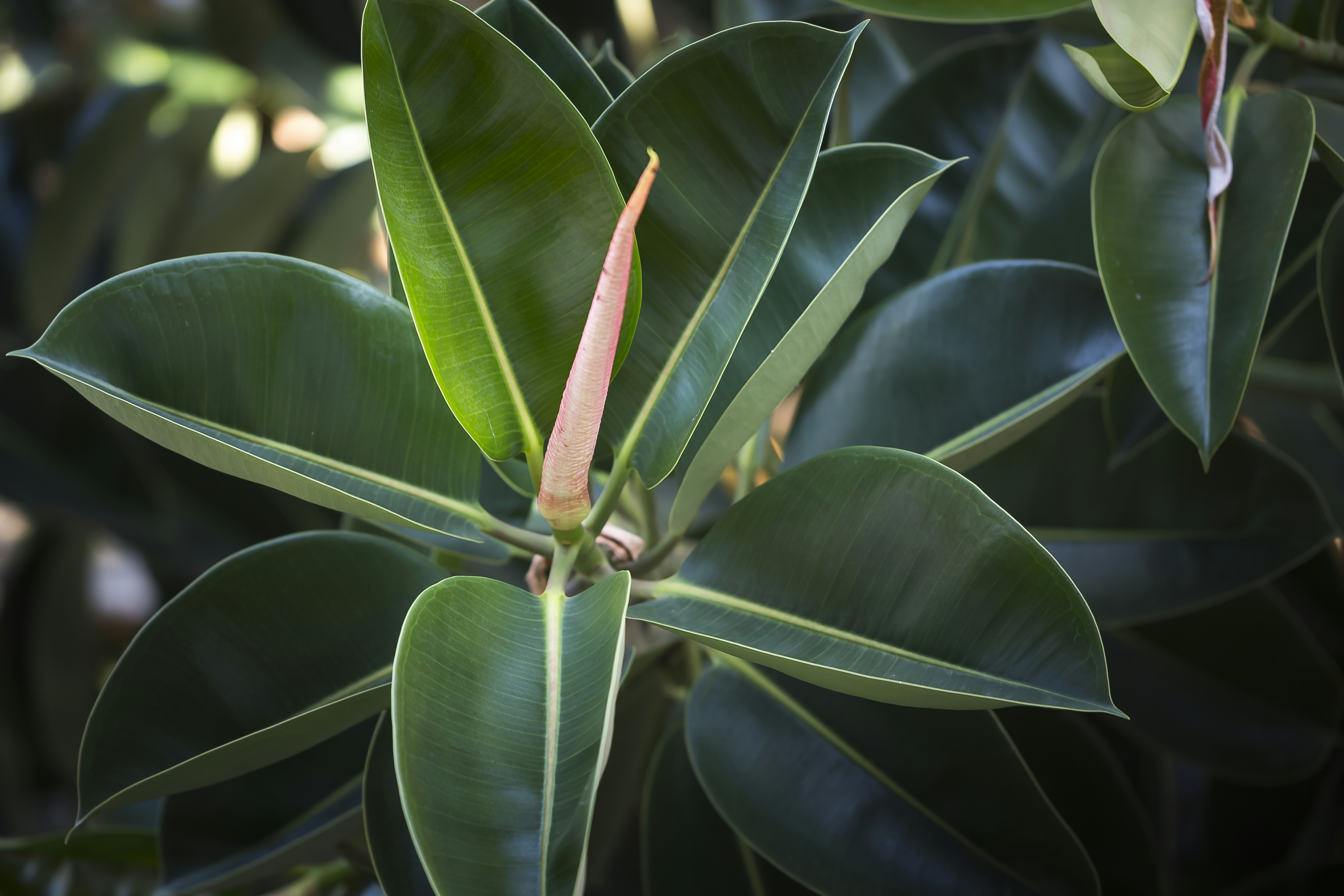 Crimson-tipped leaf emerging from a sea of greens