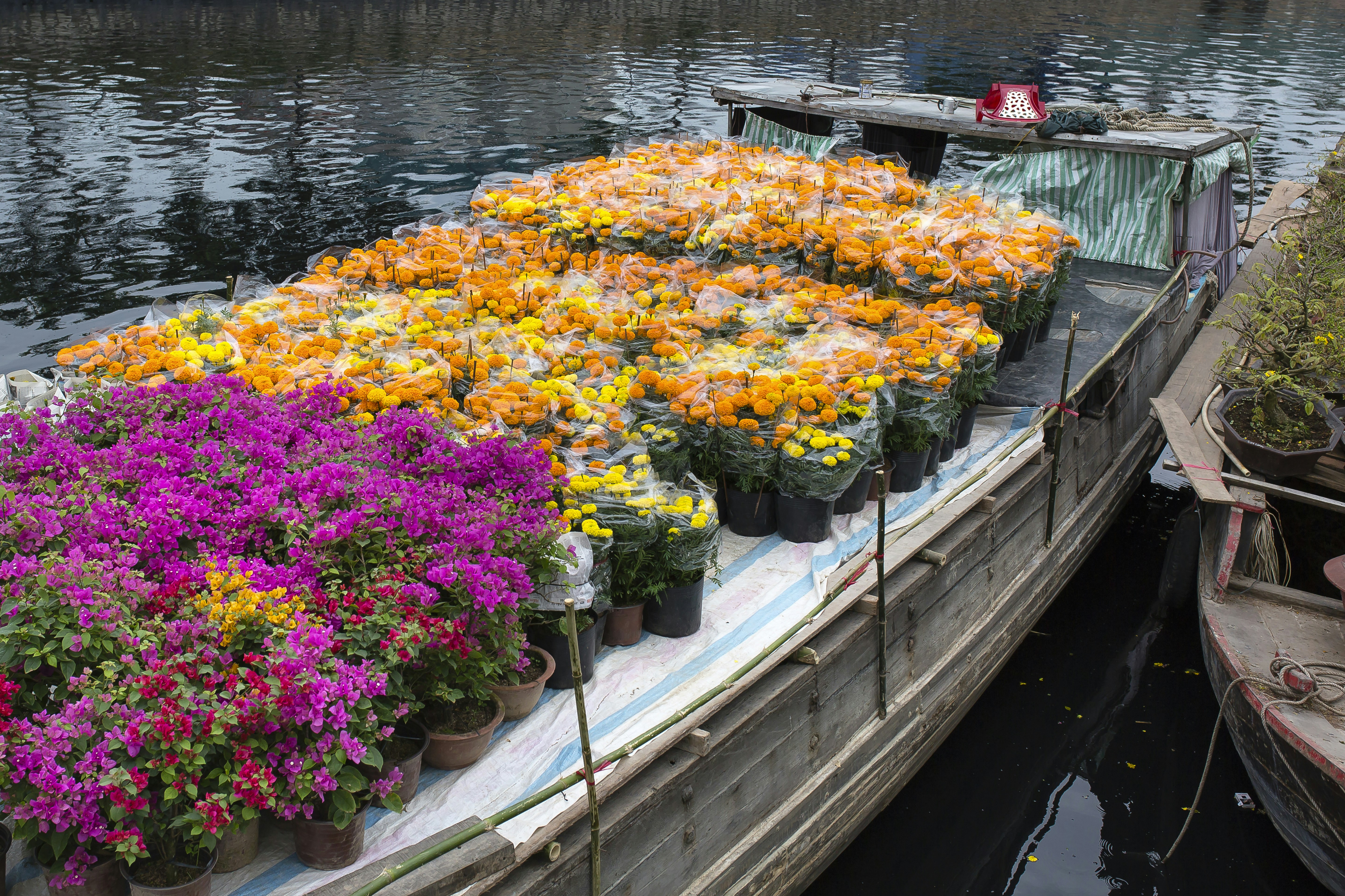 Colorful pots of flowers arranged on a boat, showcasing a mix of orange, yellow, and pink blooms against a reflective water backdrop.