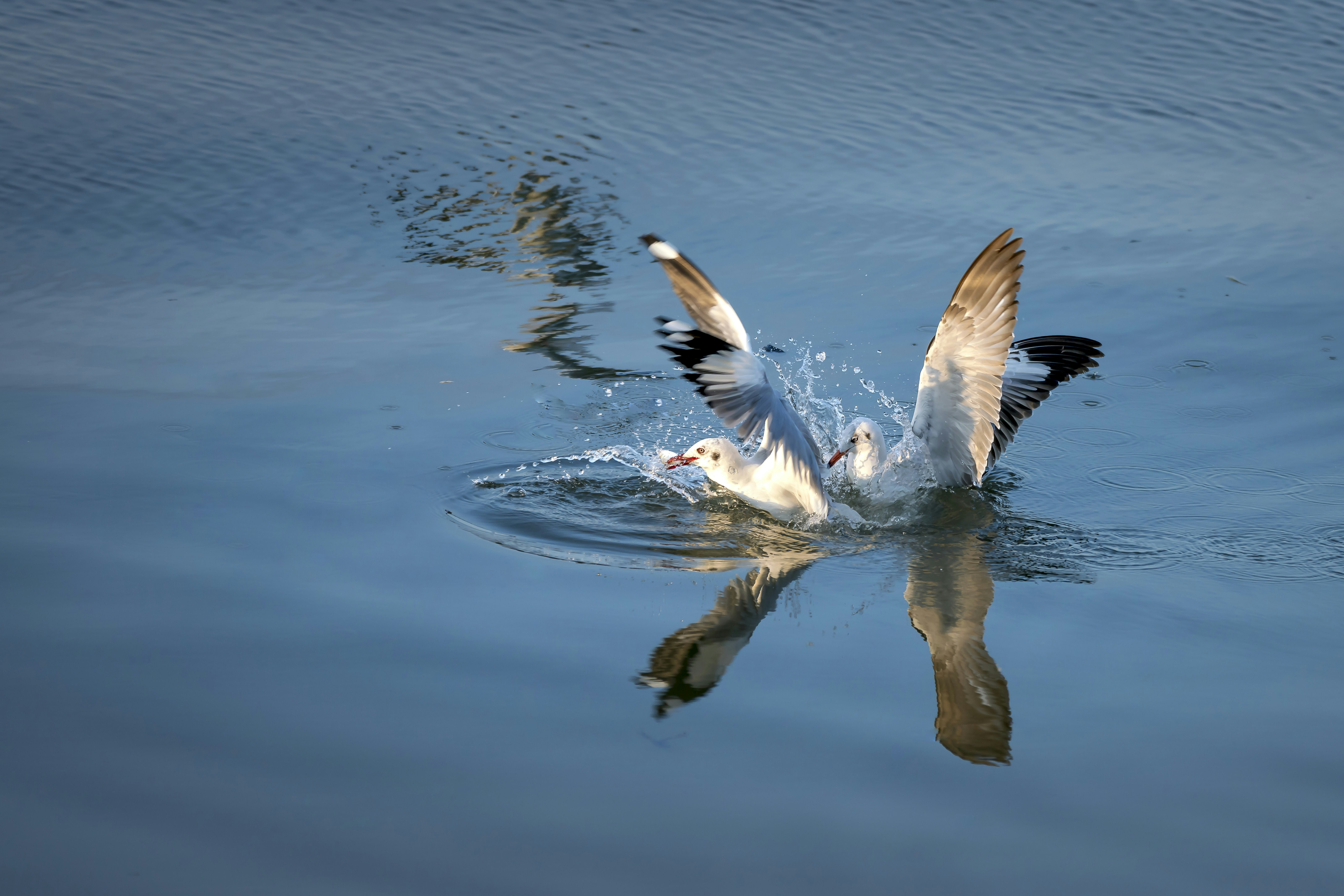 A seagull taking off from a body of water photo – Free Animal Image on ...