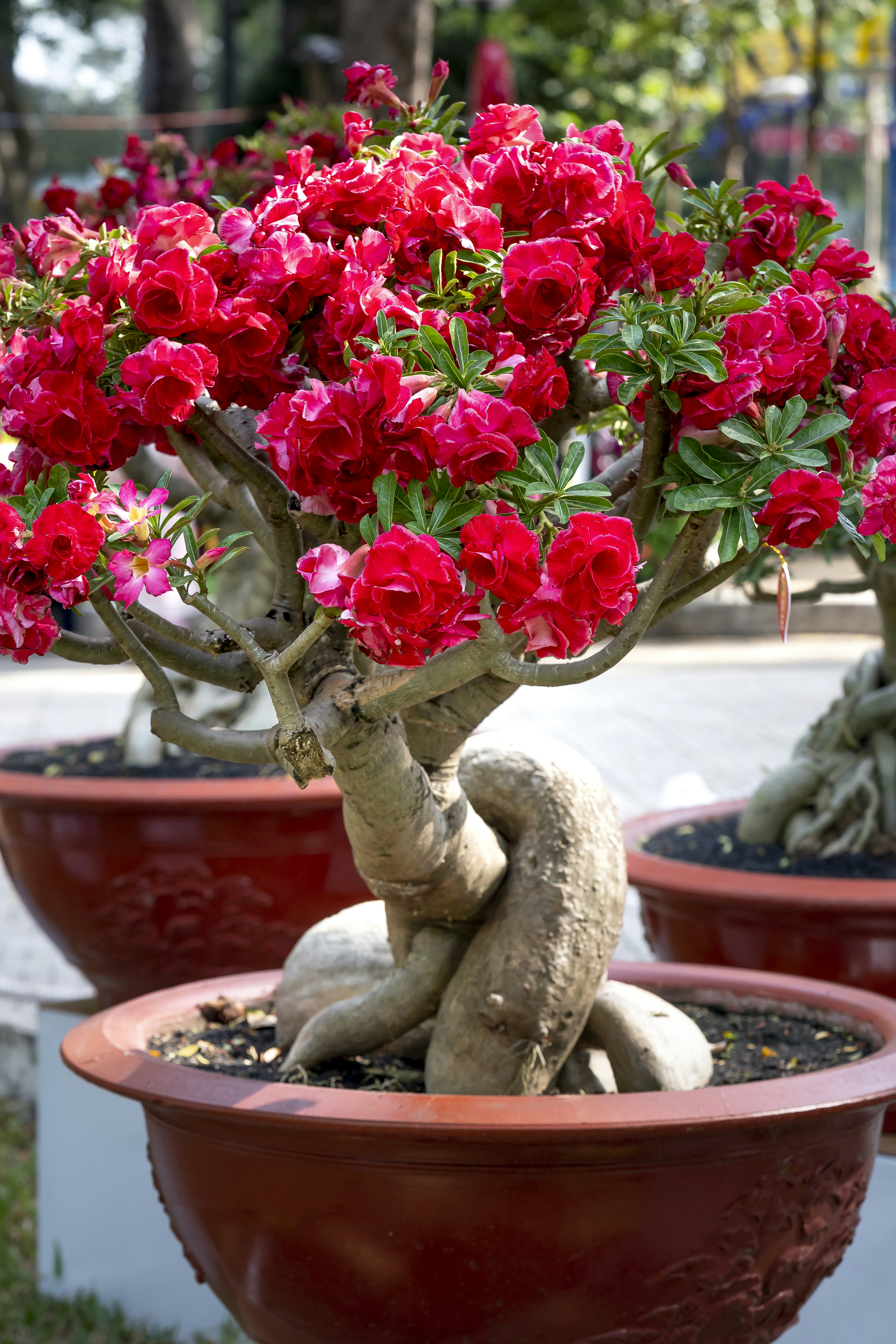 Photo by Quang Nguyen Vinh with Sony Alpha 7R III