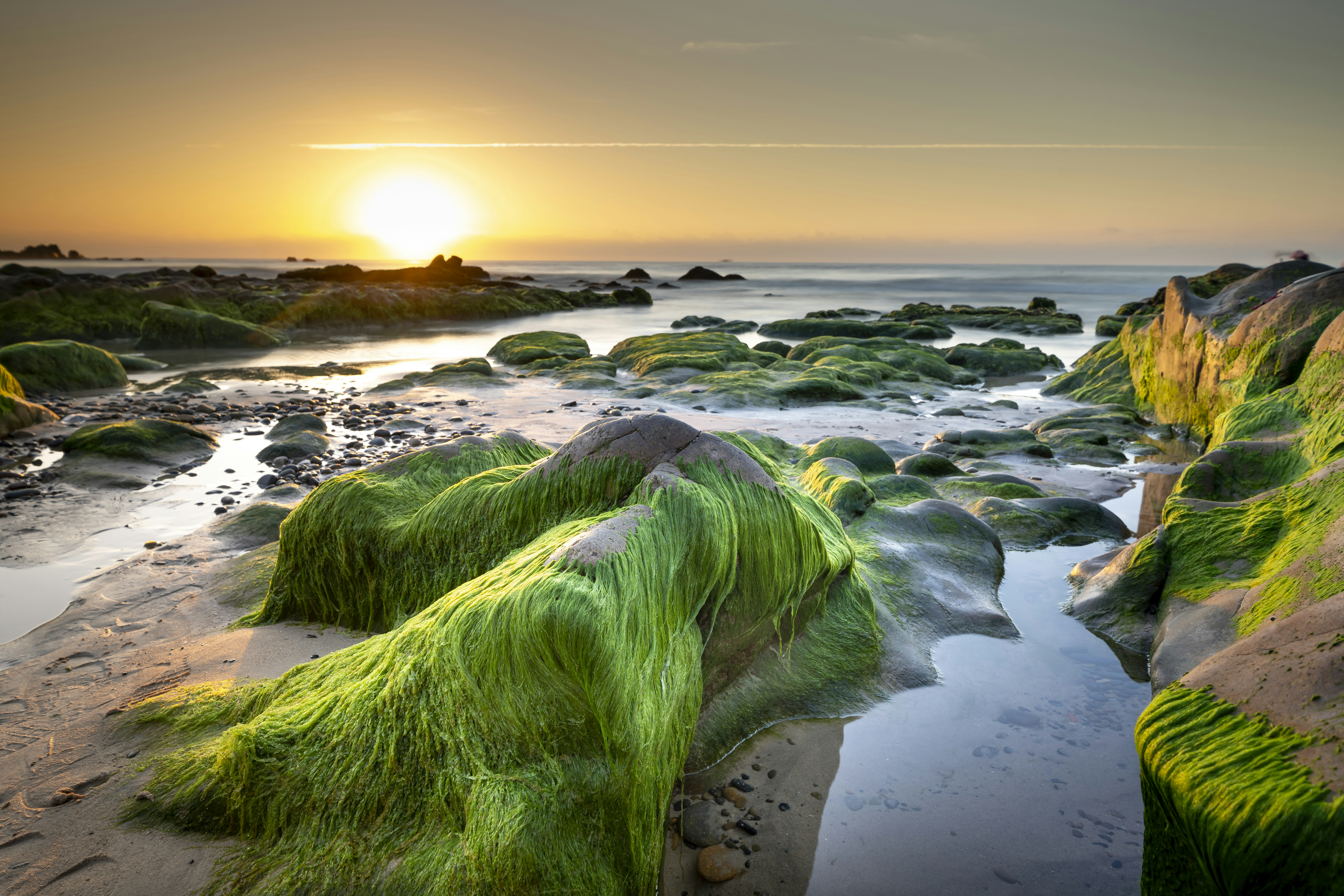 Sunlit Green Tides: Moss-Covered Rocks at the Quiet Edge of Sea