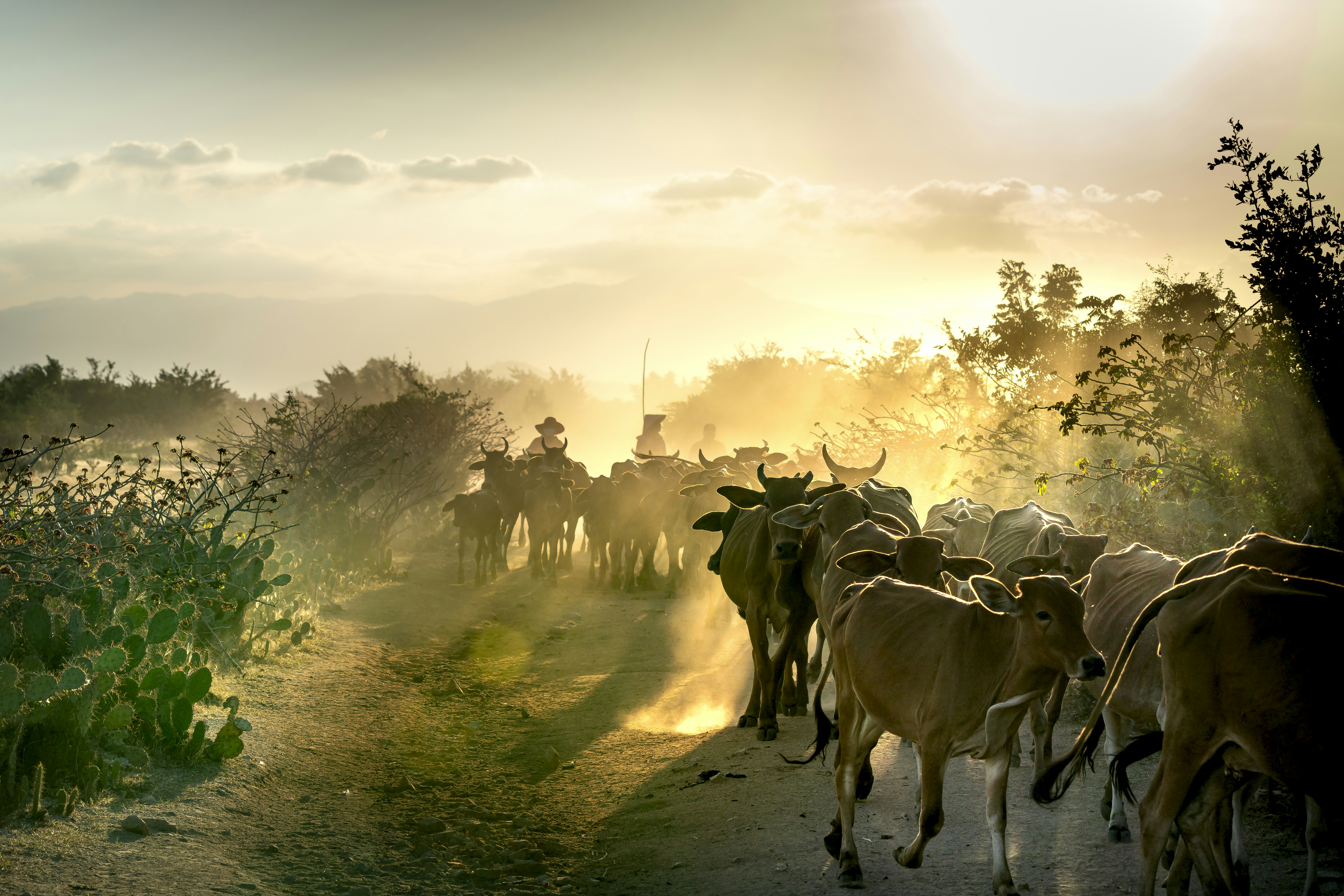 Sunlit Herd at Dusk: A Dusty Path of Cattle Lit by a Low Sun