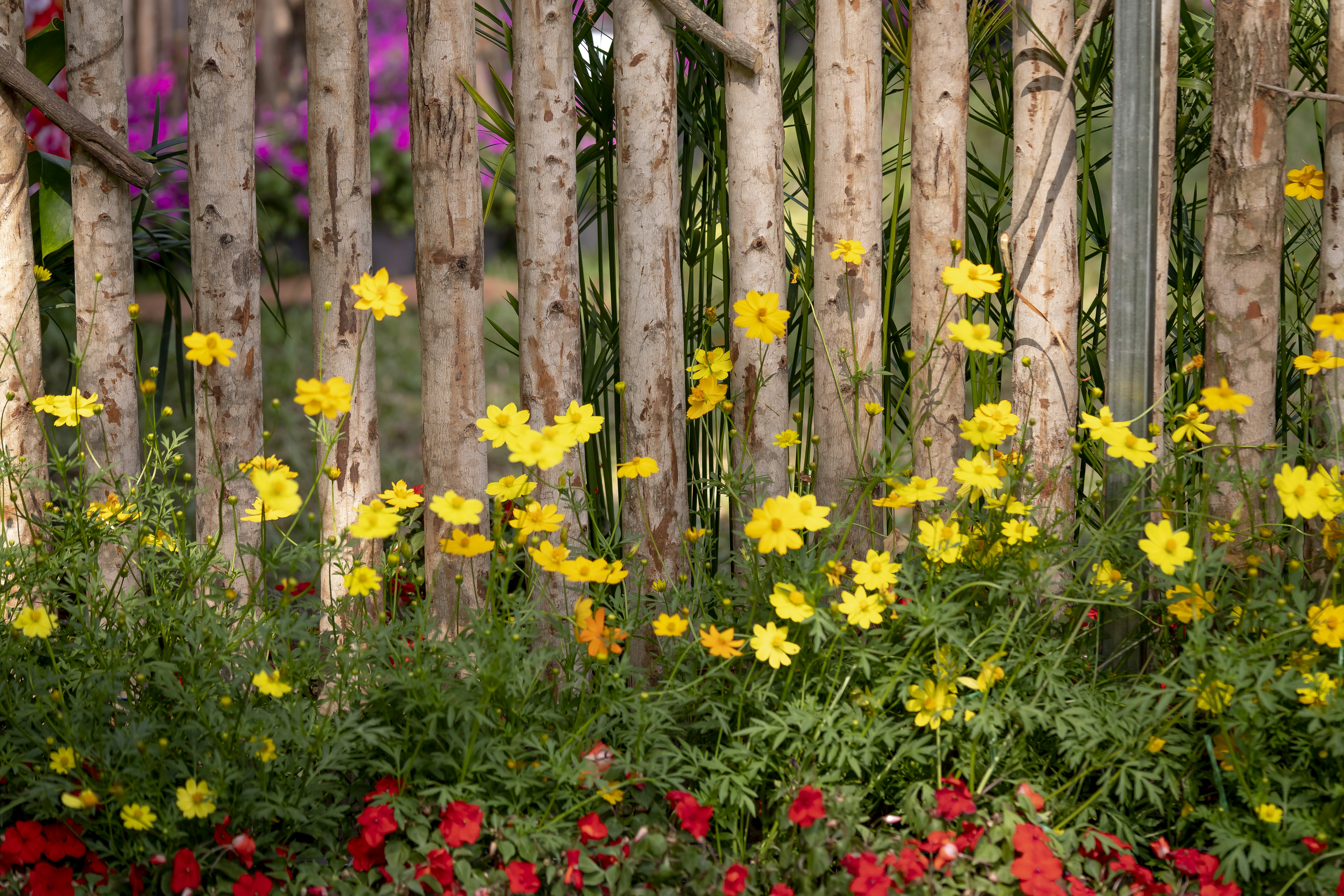 Fencefront Bloom: Yellow Daisies Against a Wooden Barrier