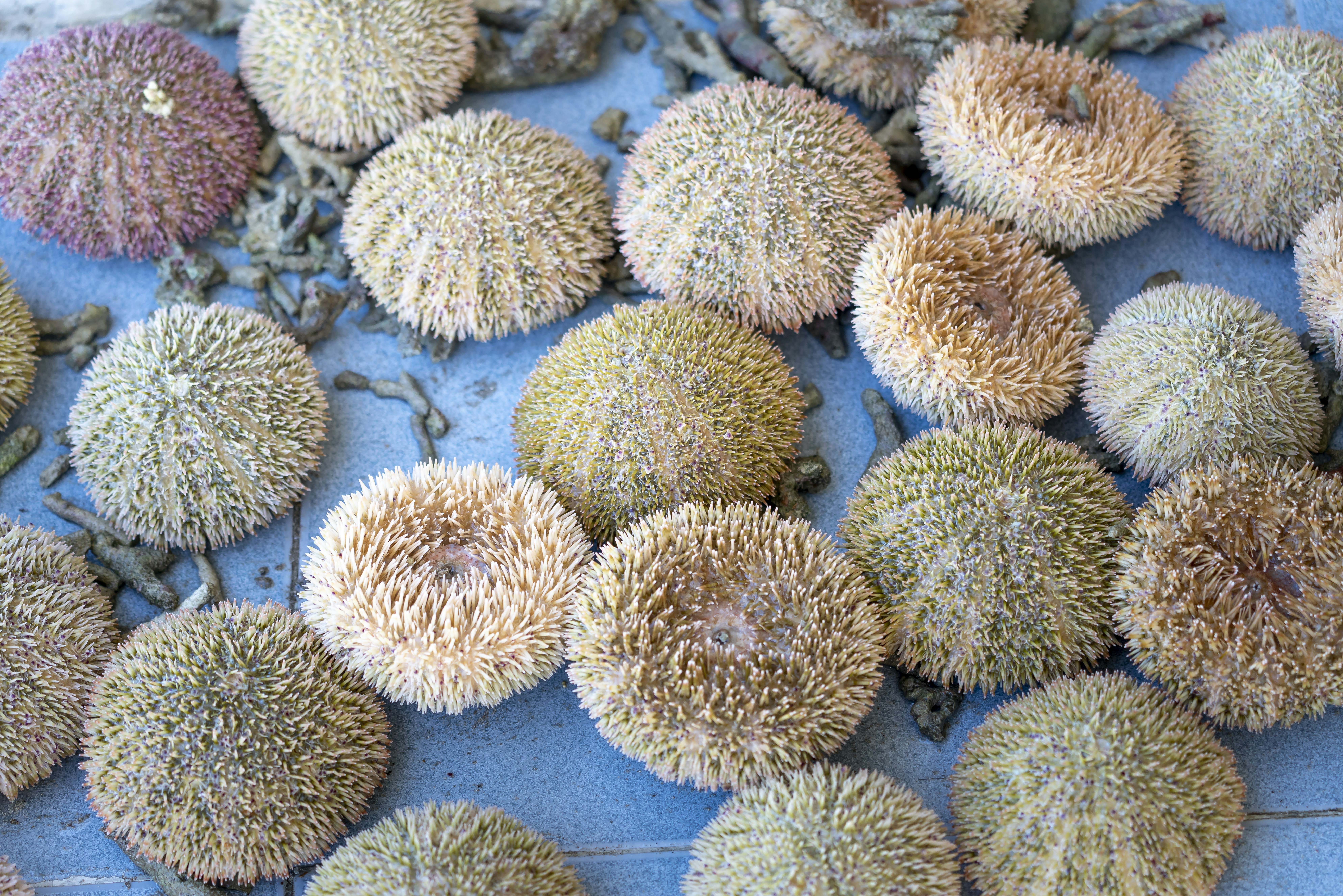 Cerulean Sea Urchin Field: A Textured Mosaic of Spiny Orbs