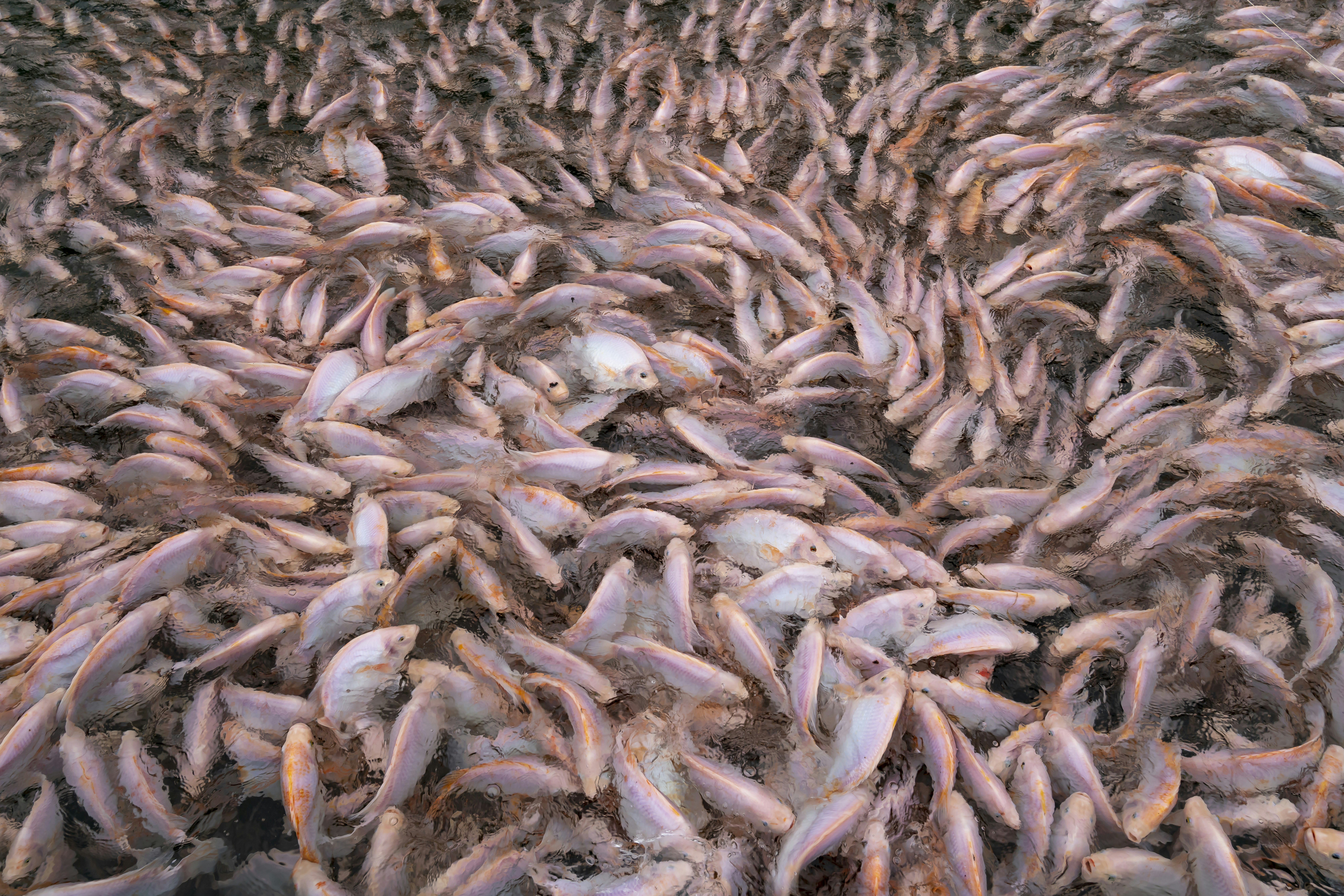 A large amount of dead fish on the ground photo – Free Food Image on ...