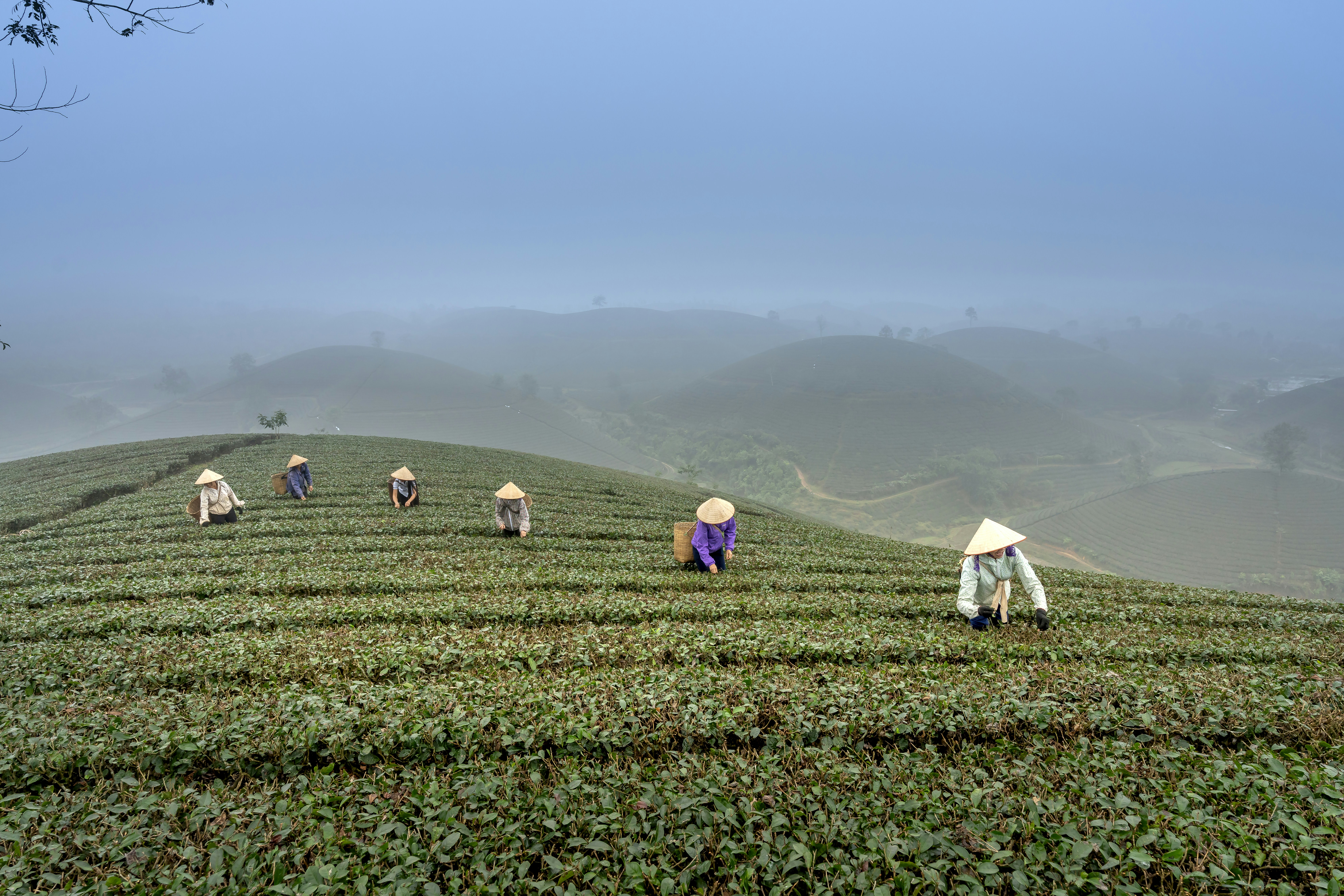 When and How Should I Harvest Tea Leaves? 🍃 Expert Tips (2025 ...