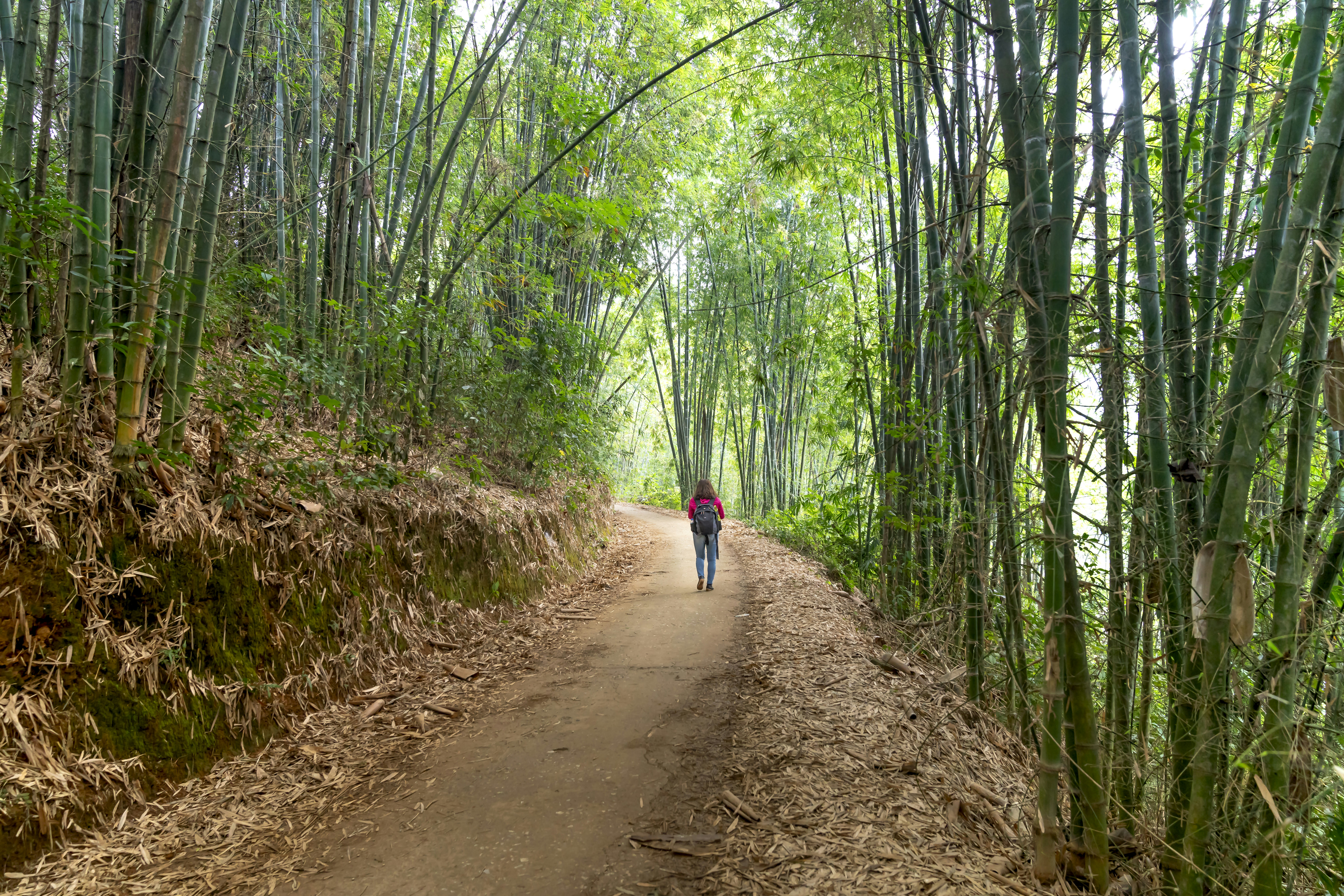 A person walking down a dirt path in a bamboo forest photo – Free Image on Unsplash