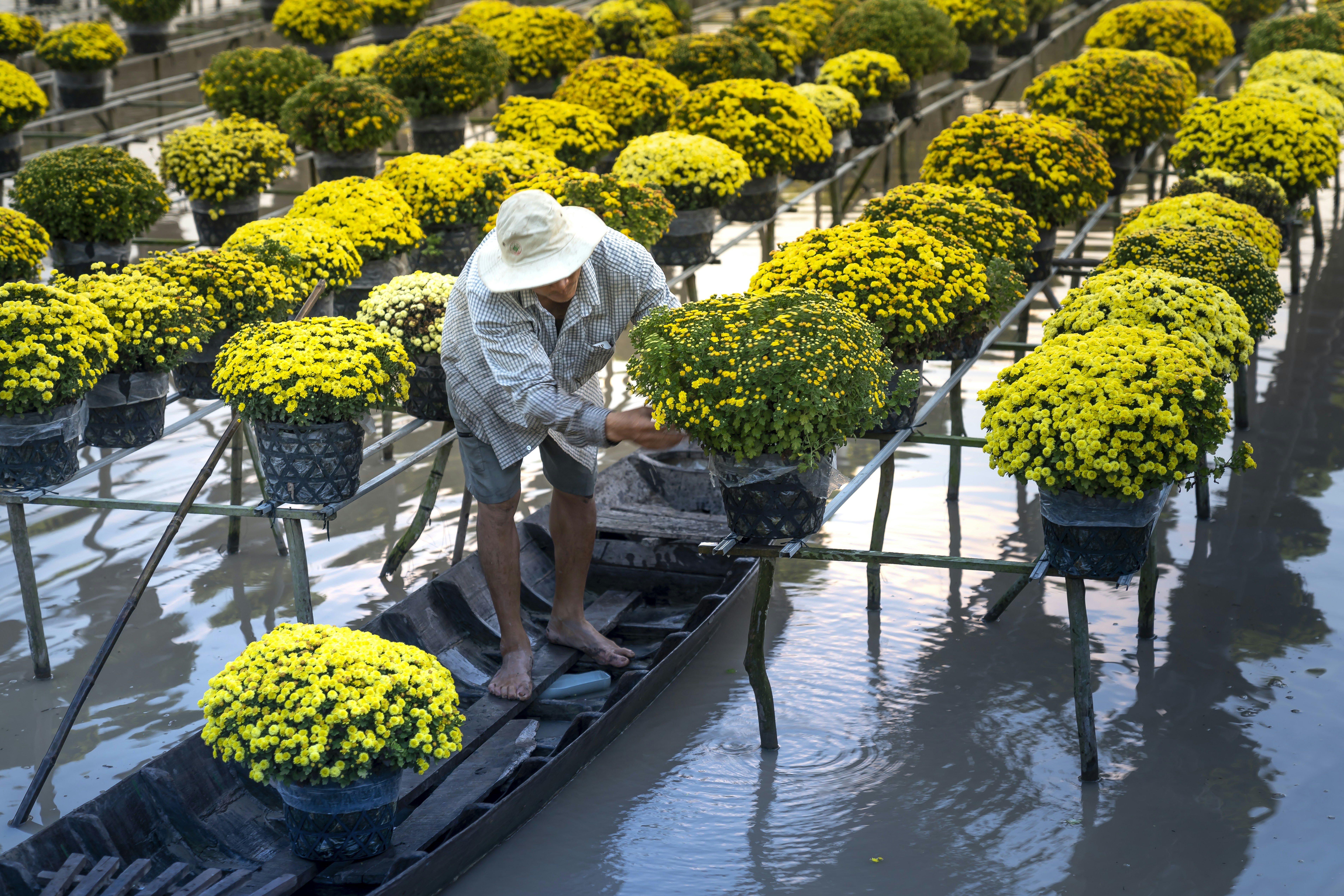 Hands-on Caretaker Among Golden Mlo Chrysanthemums