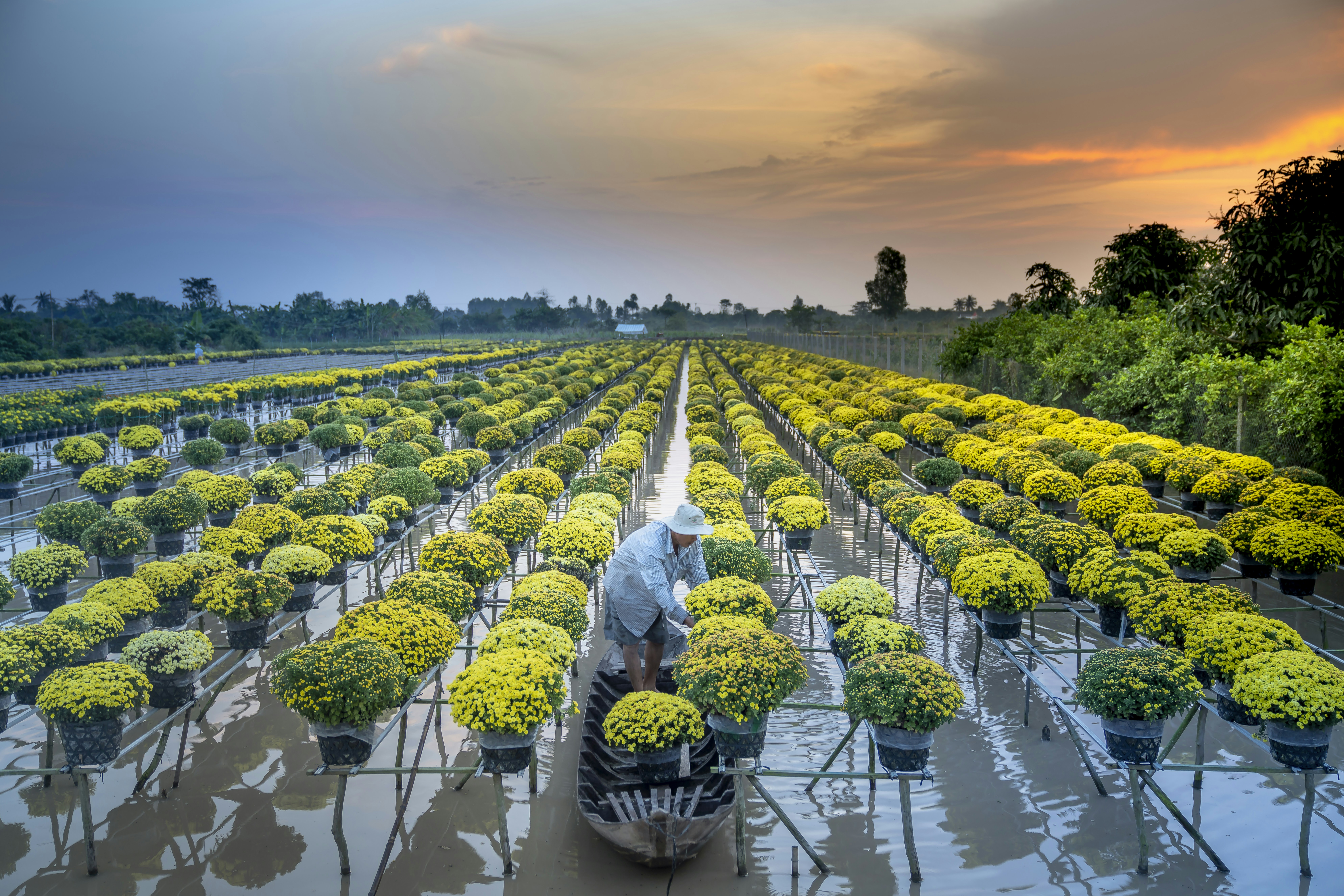 Lines of Gold: A Worker Tends Chrysanthemum Rows on Reflective Flooded Beds at Sunset