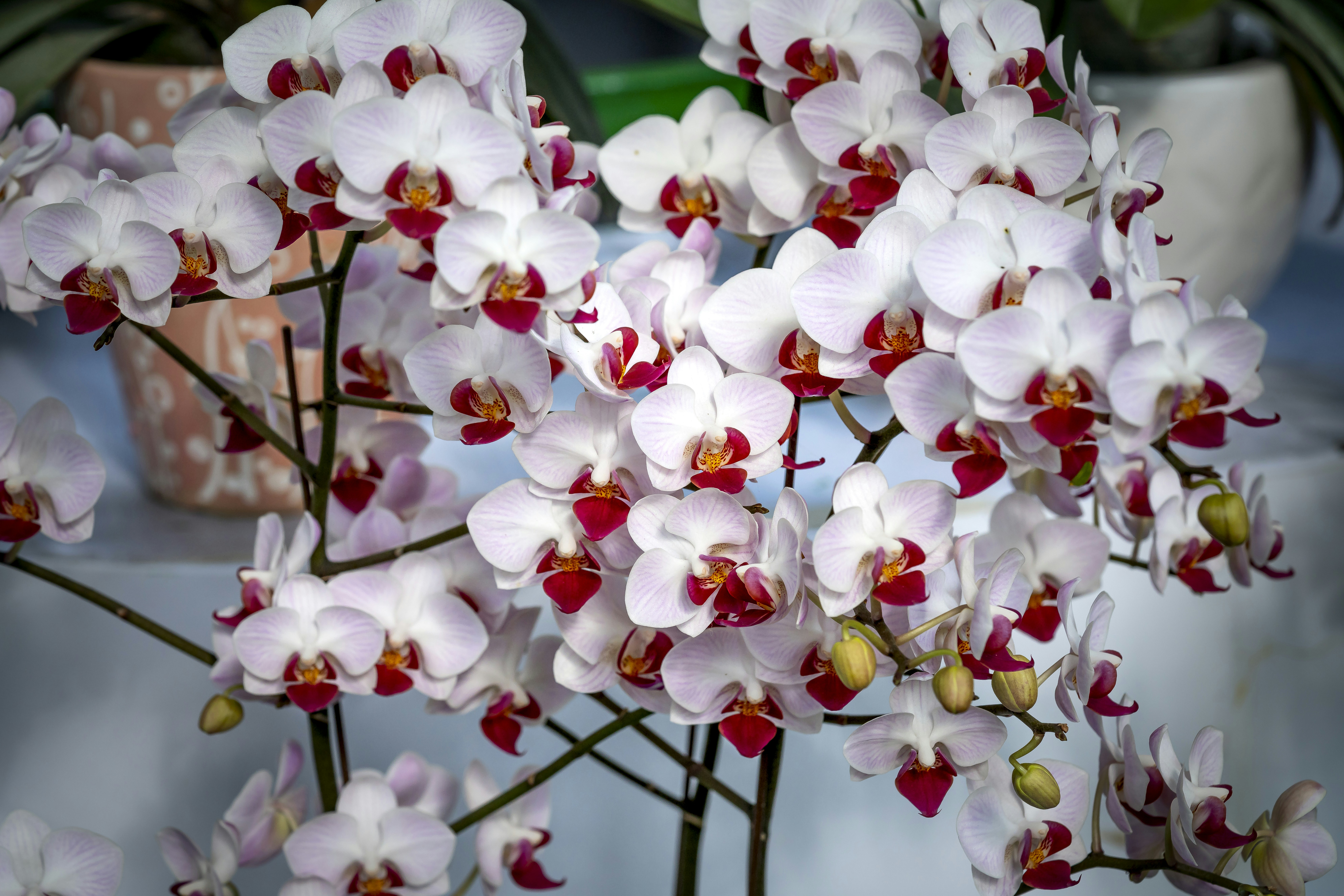 Orchid Cascade: Pearl Whites and Rosy Lips in a Floral Portrait