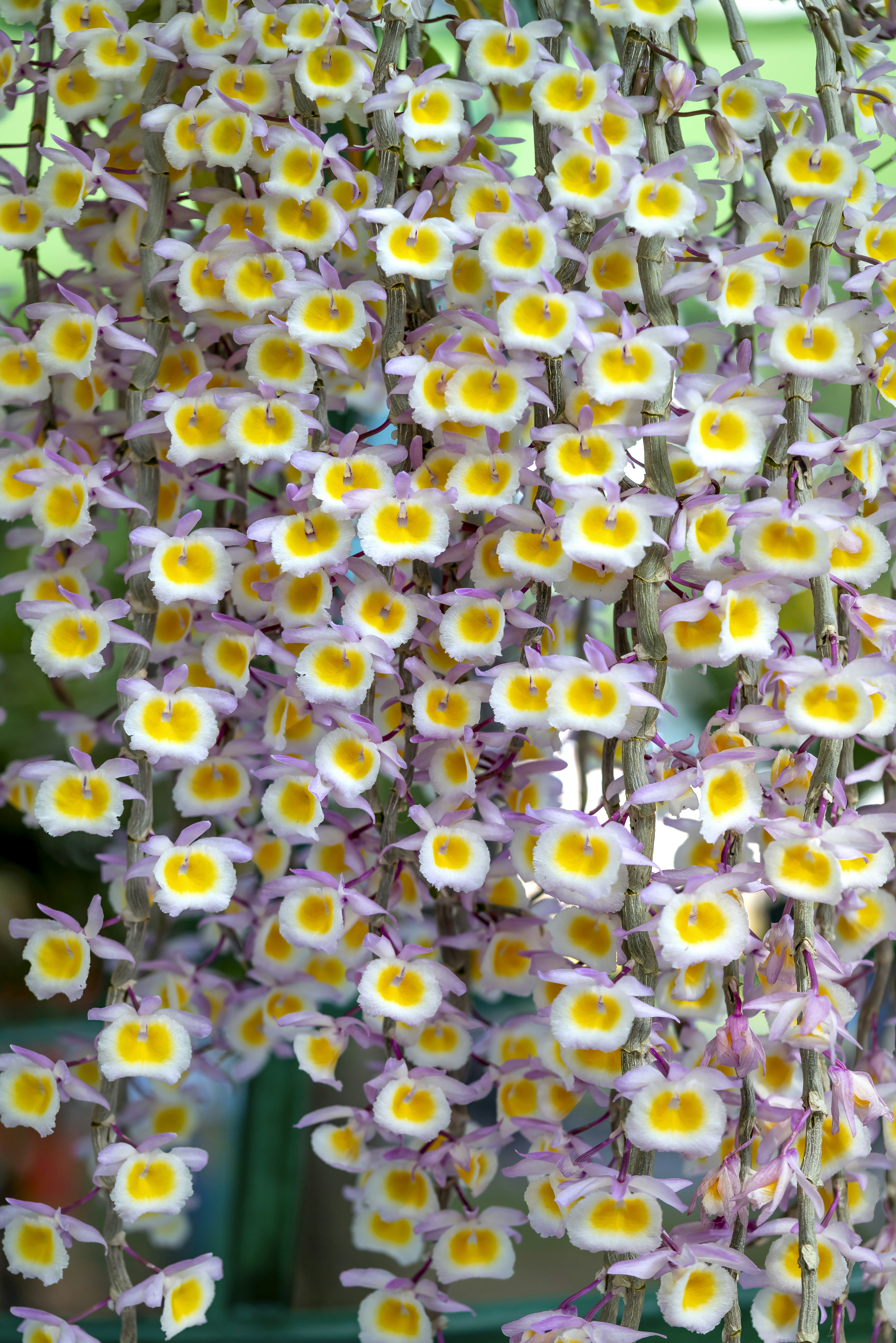 a bunch of white and yellow flowers hanging from a ceiling