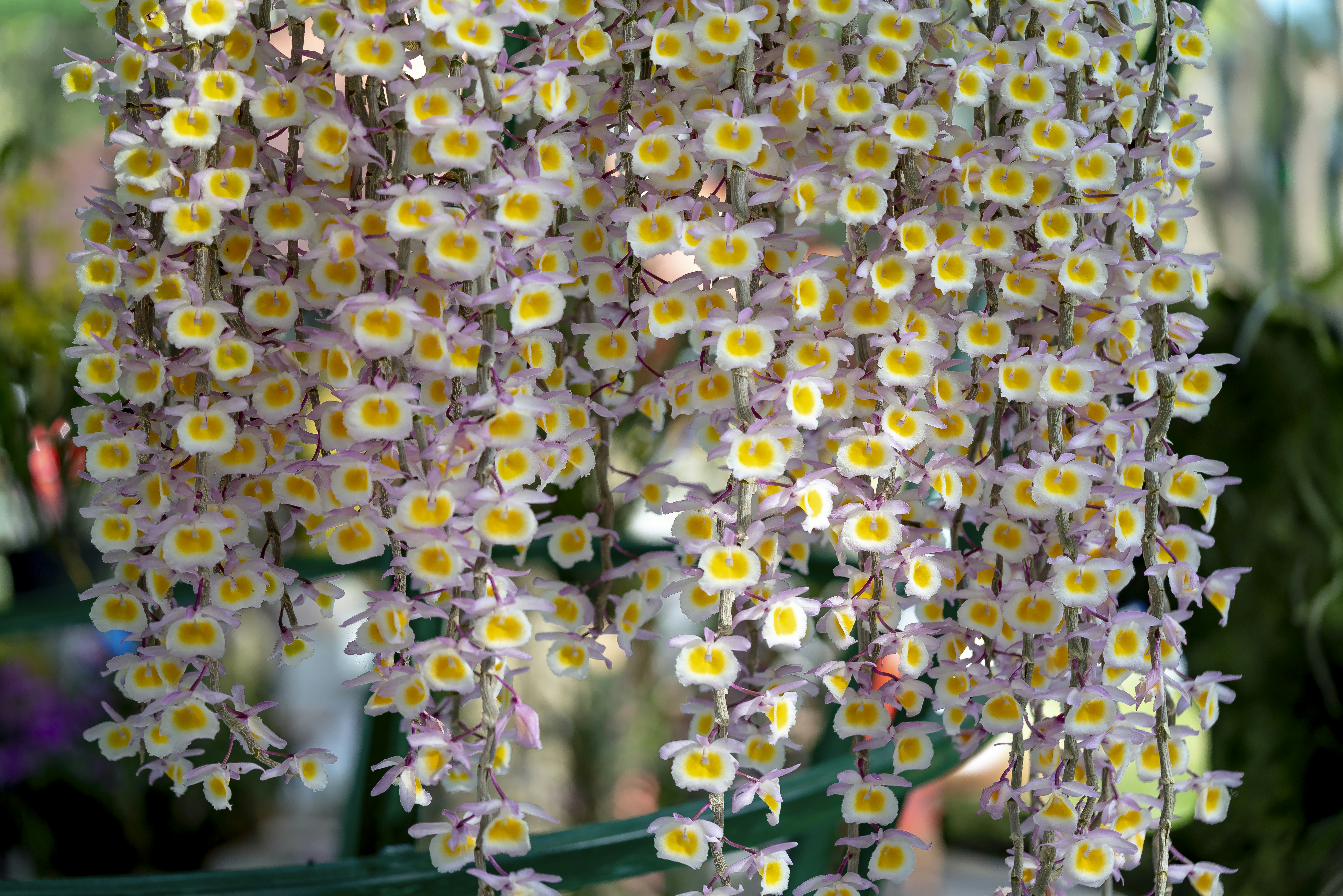 Cascade of Neon Daffodil Orchids