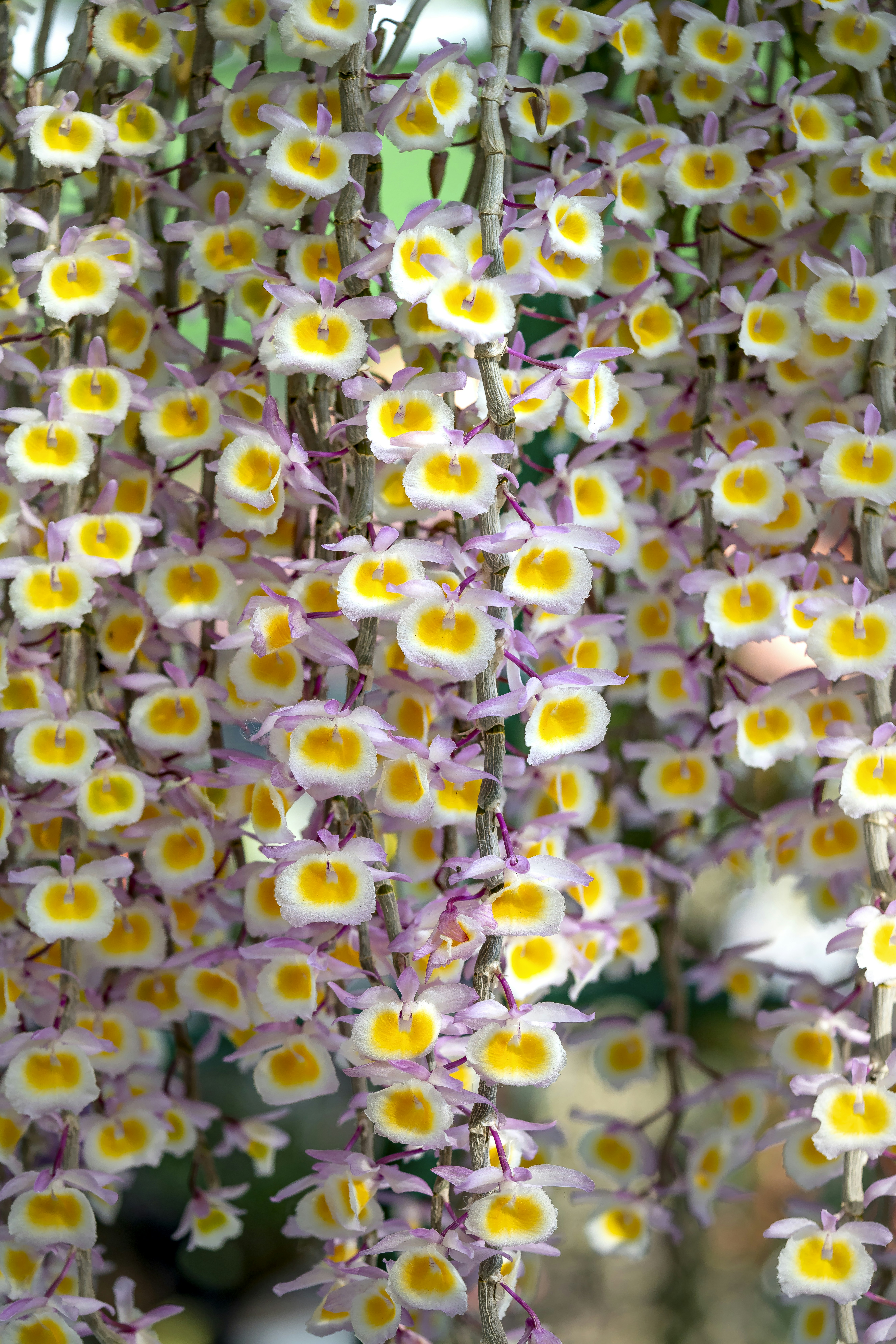a bunch of white and yellow flowers hanging from a tree