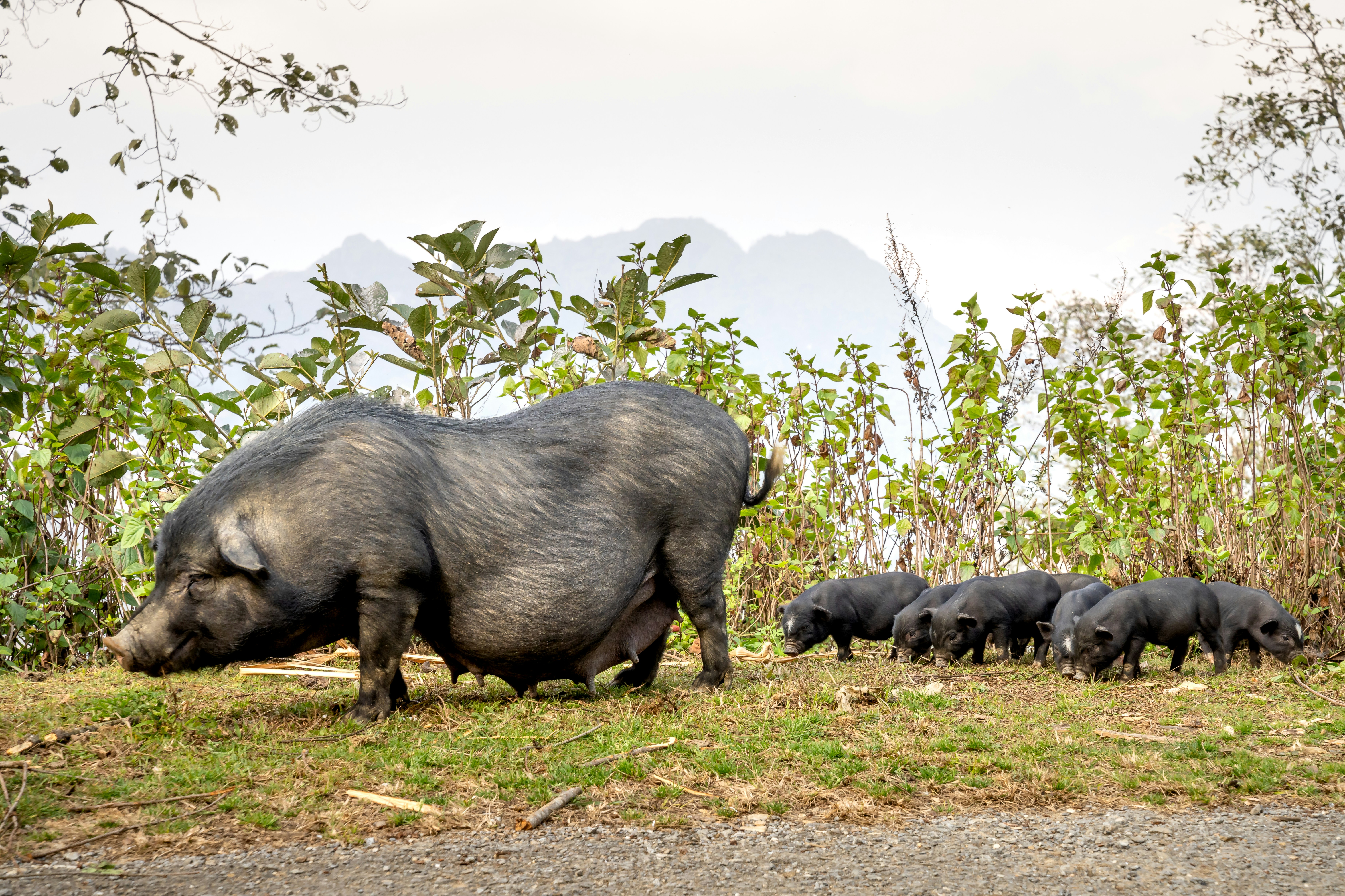 A large pig and several smaller pigs in a field photo – Free Mammal ...