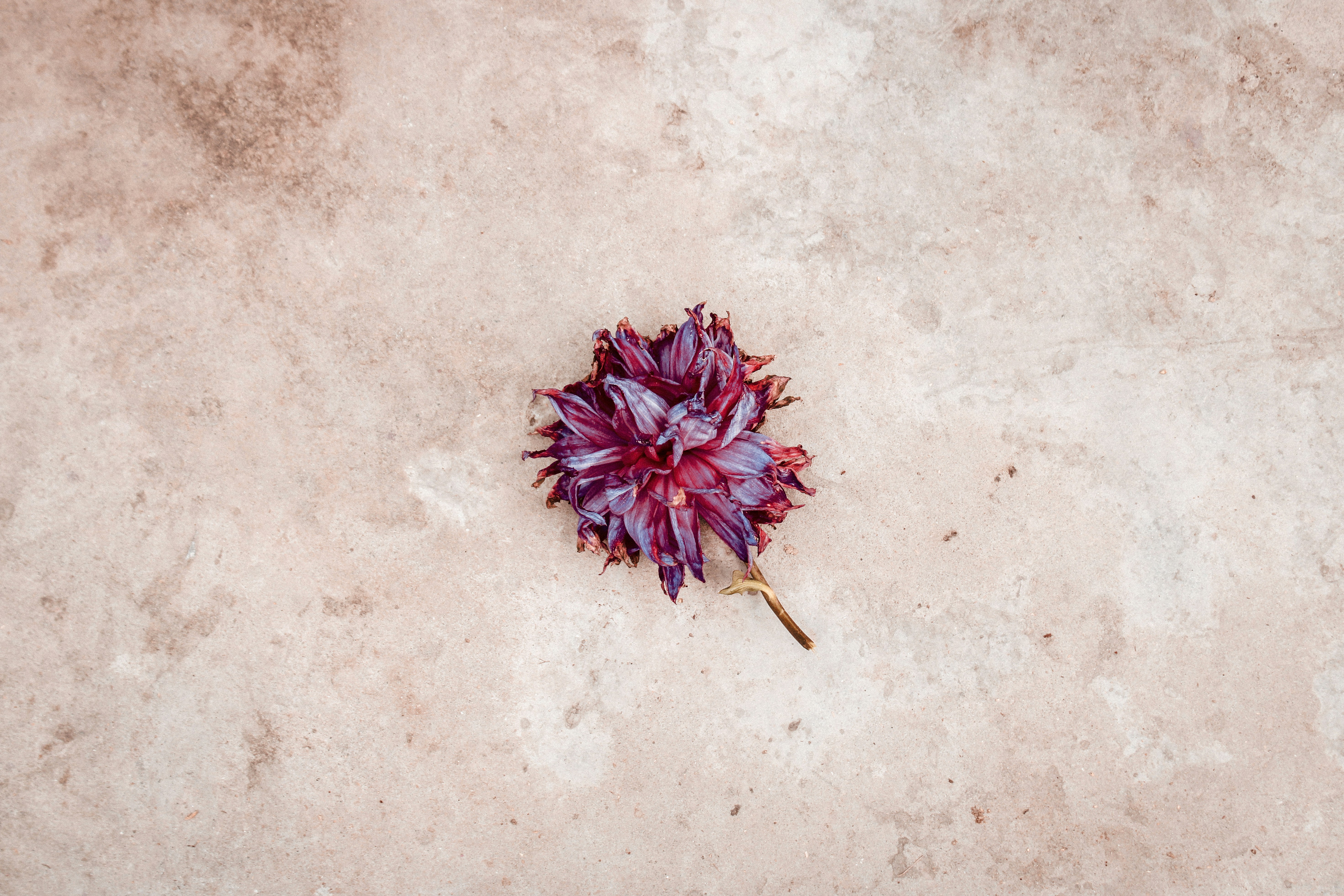 Crimson Dried Blossom on a Pale Canvas