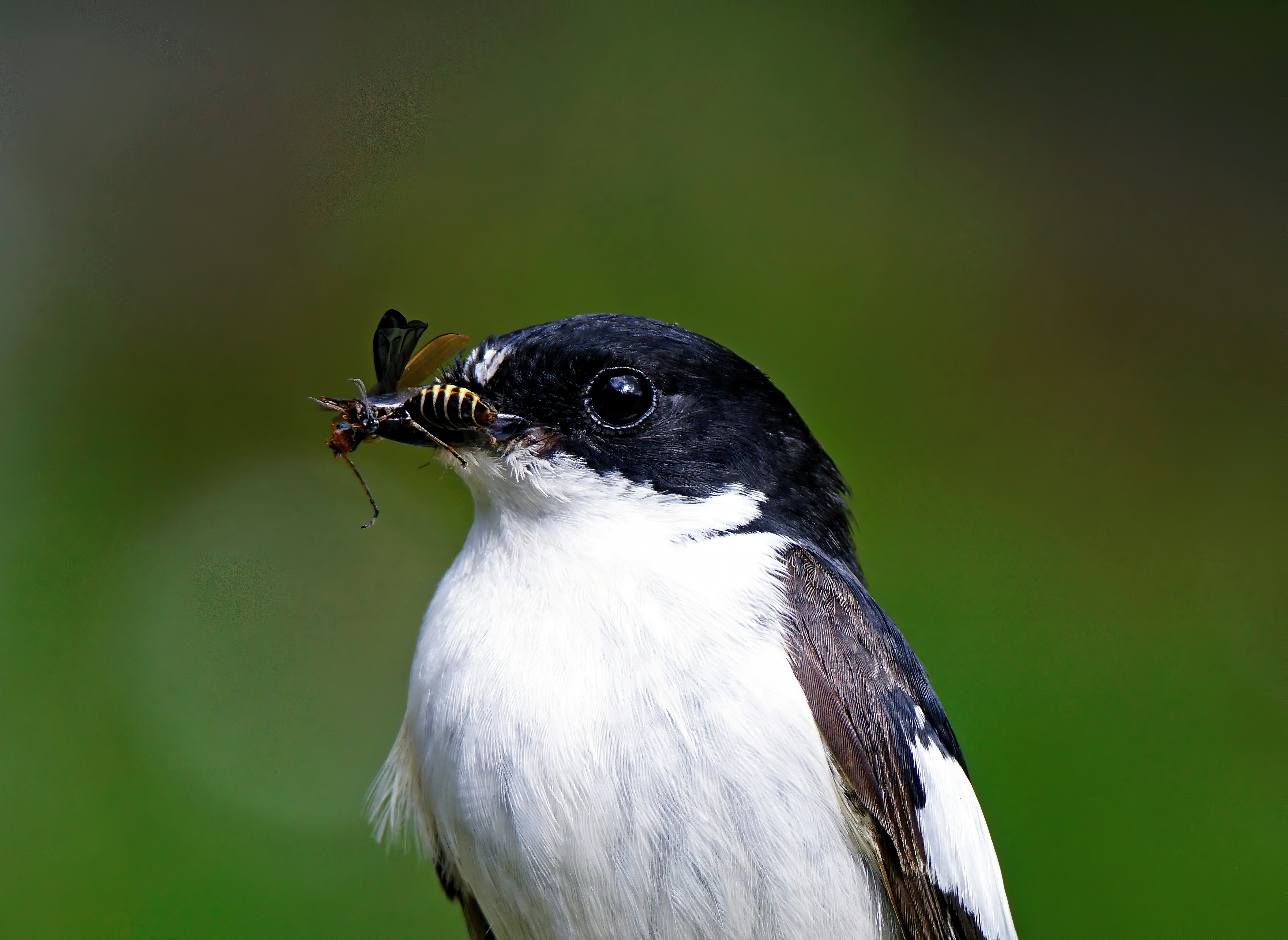 A black and white bird with a bug in its mouth photo – Free Bird Image ...