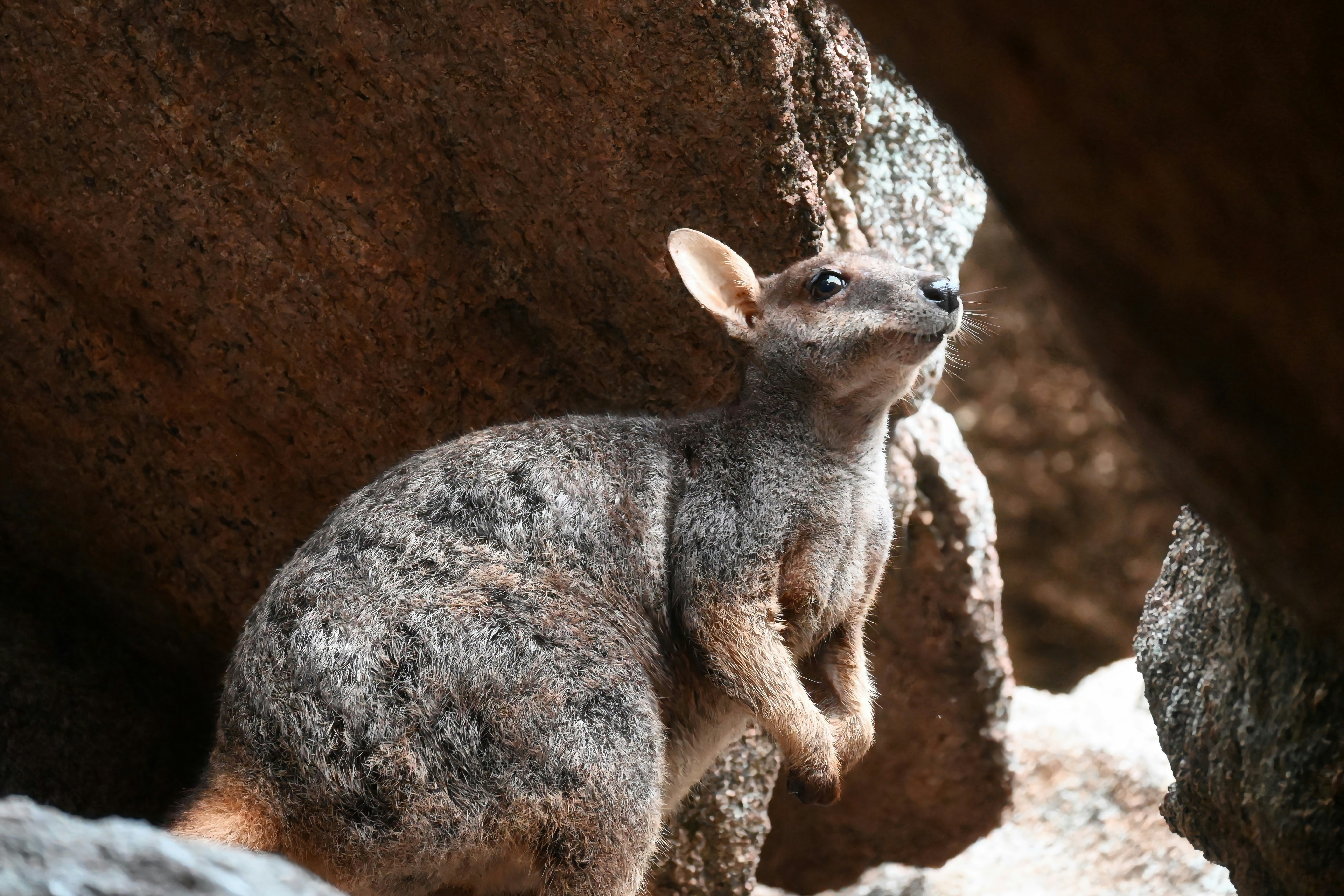 Stone-Corridor Pause: A Rock Squirrel Between Granite Crevices
